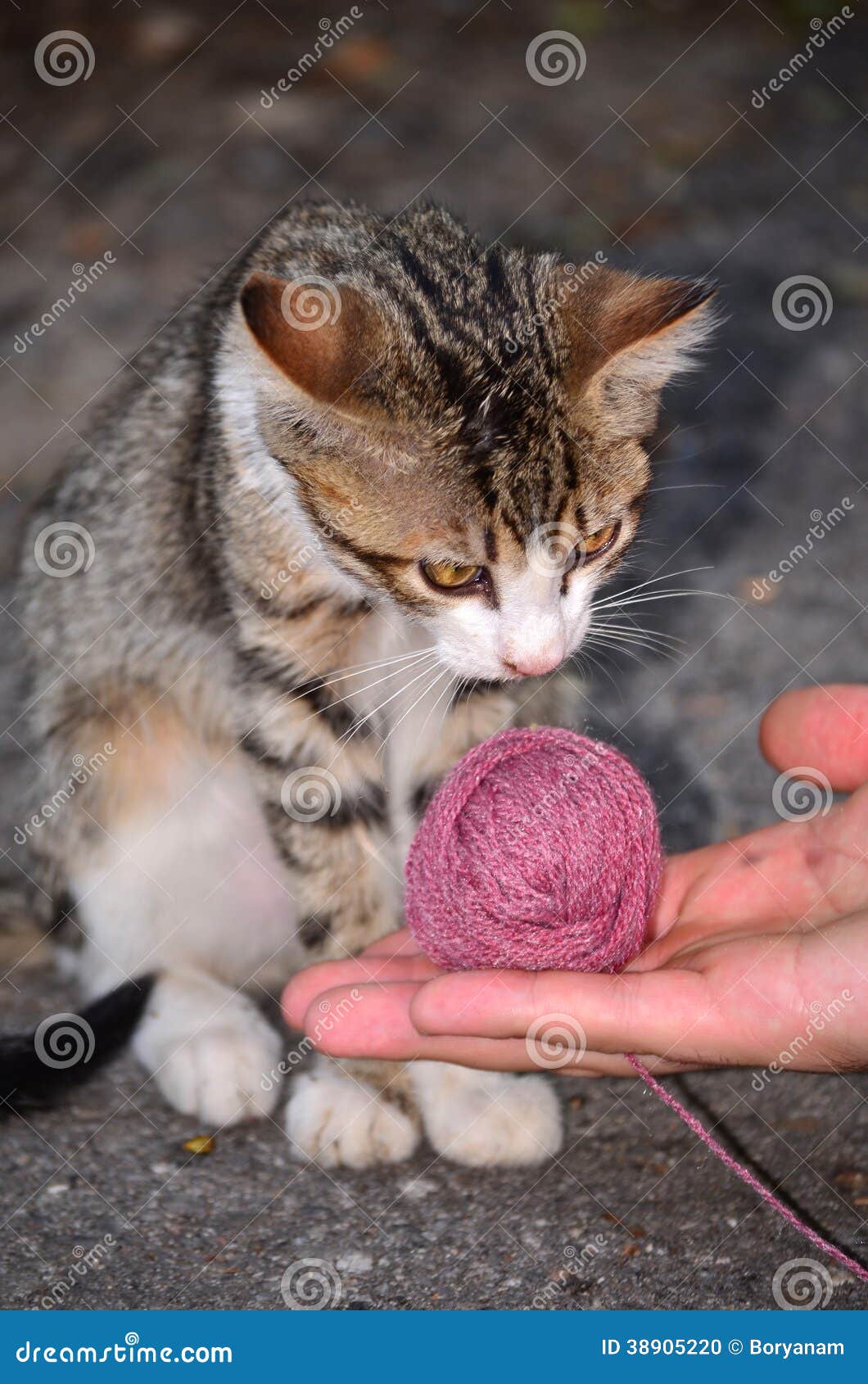 Baby cat playing with wool stock photo. Image of playing - 38905220