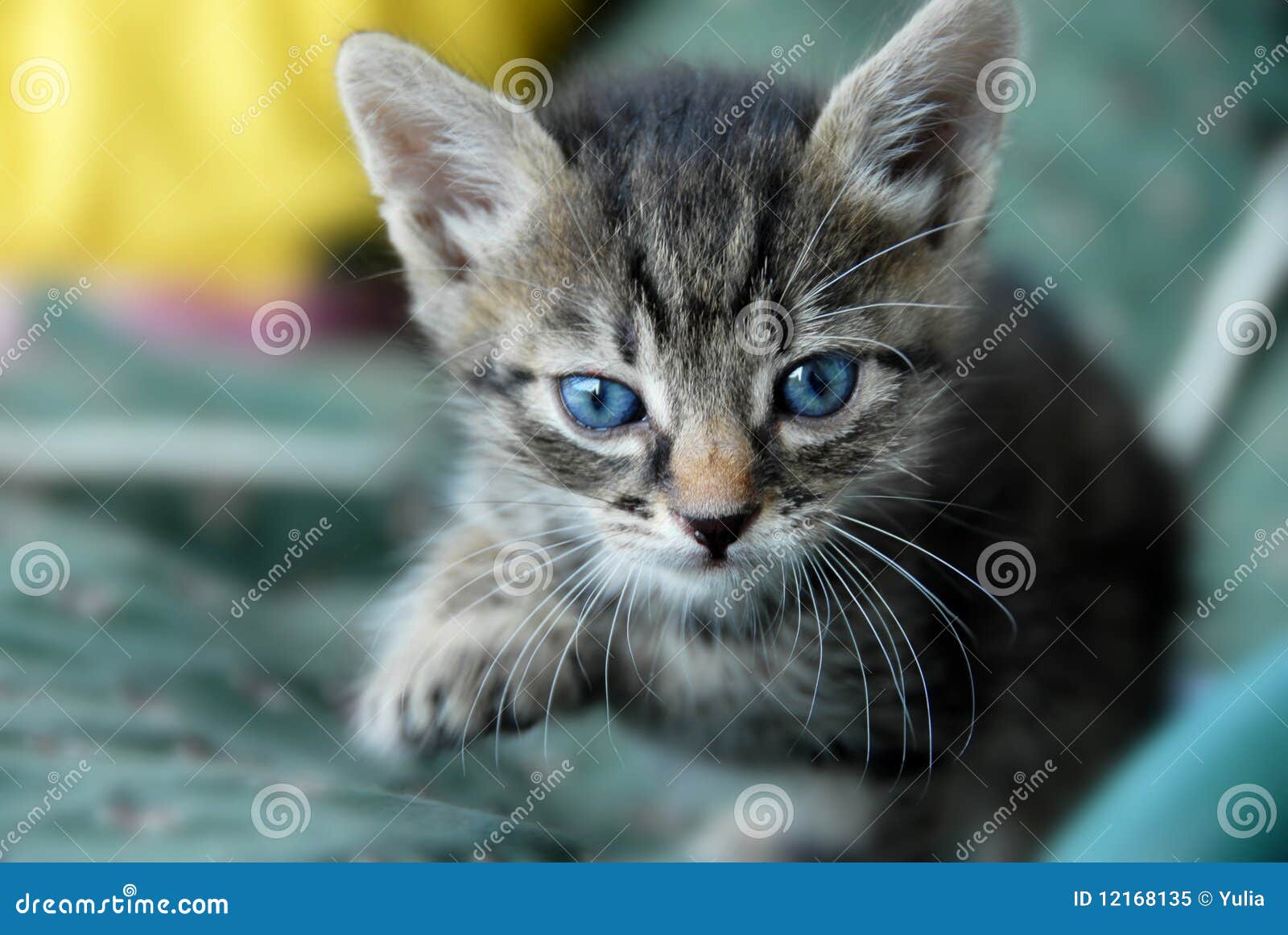 Cute Baby Gray Kittens