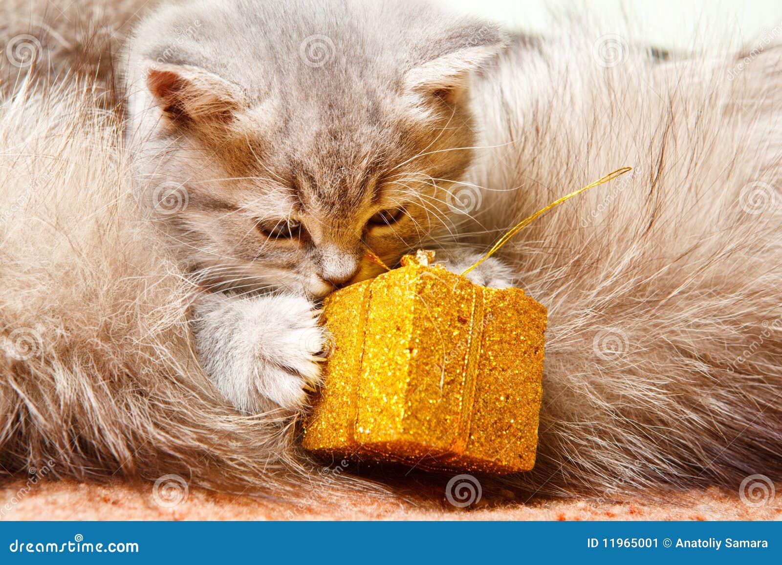 Baby cat with present stock image. Image of gold, playing - 11965001