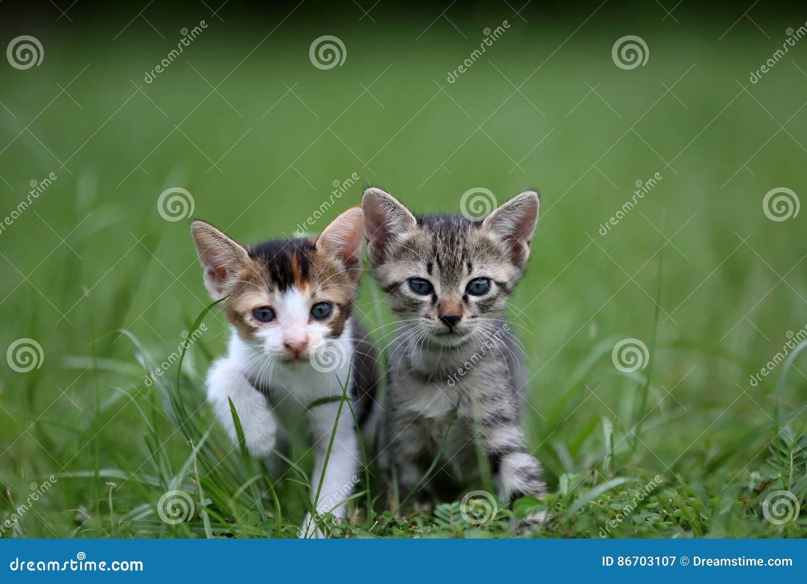 Baby Cat stock image. Image of family, kitten, running - 86703107
