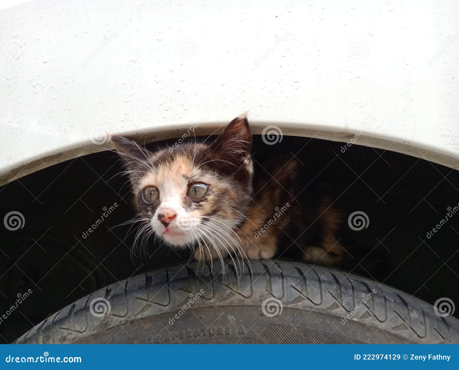 Baby Cat Shock stock image. Image of shock, black, cute - 222974129