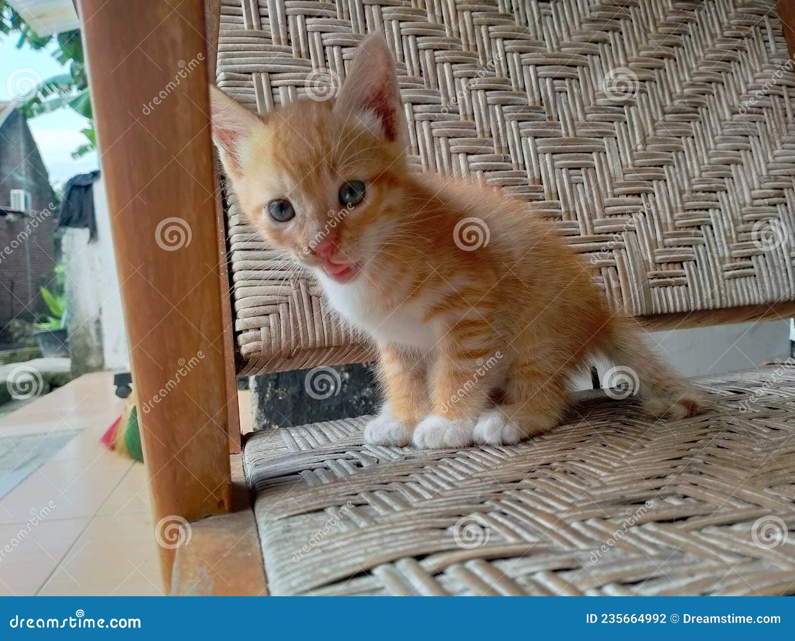 Baby Cat Small stock photo. Image of wildlife, wildcat - 235664992