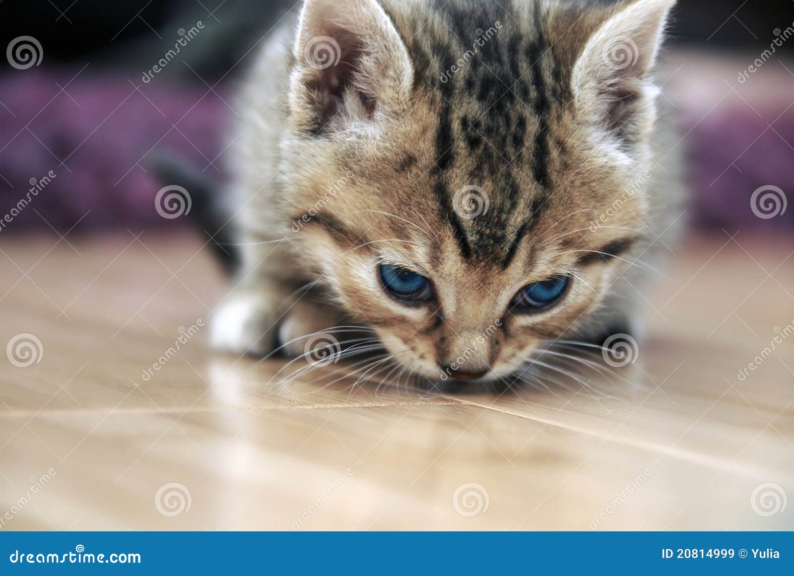 Baby cat sniff stock image. Image of head, discover, curious - 20814999
