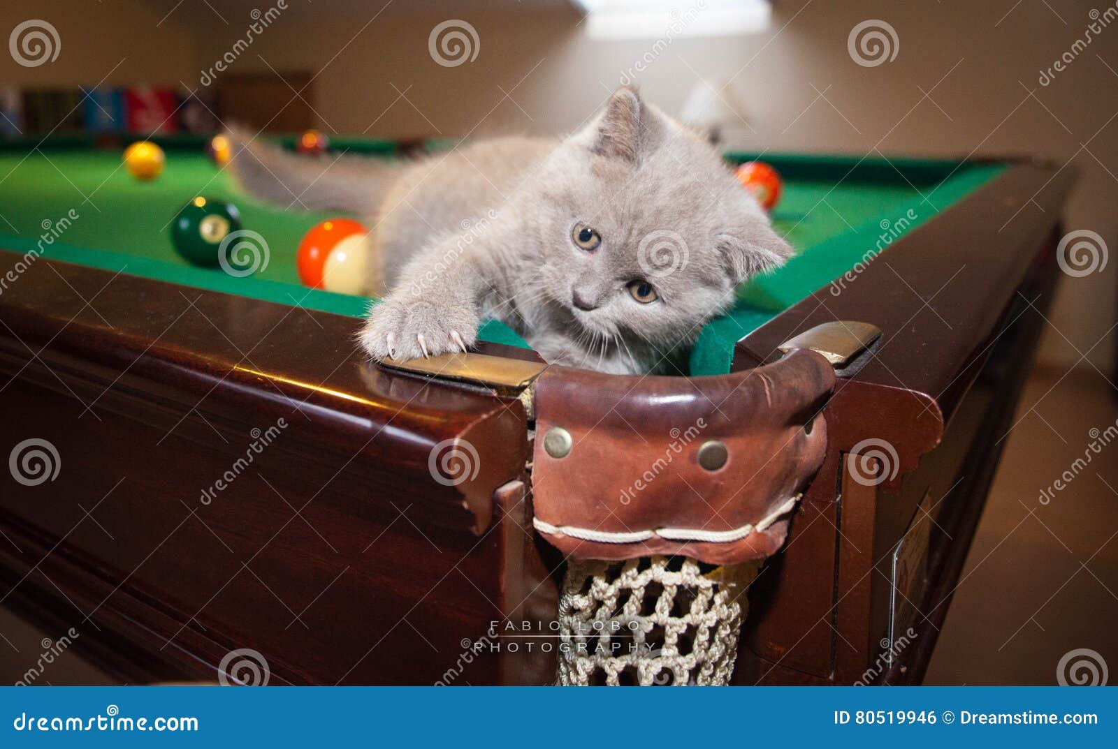 Baby cat stock photo. Image of grey, eyes, game, play - 80519946