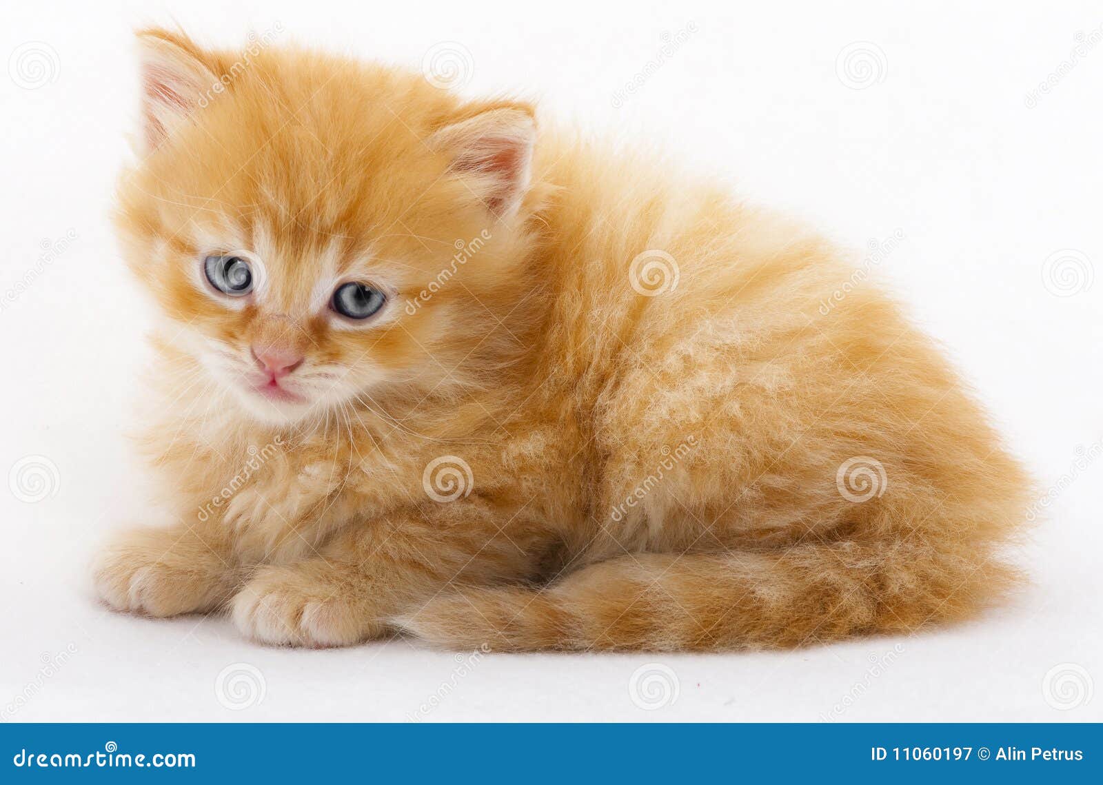 A baby cat in studio stock image. Image of animal, alone - 11060197