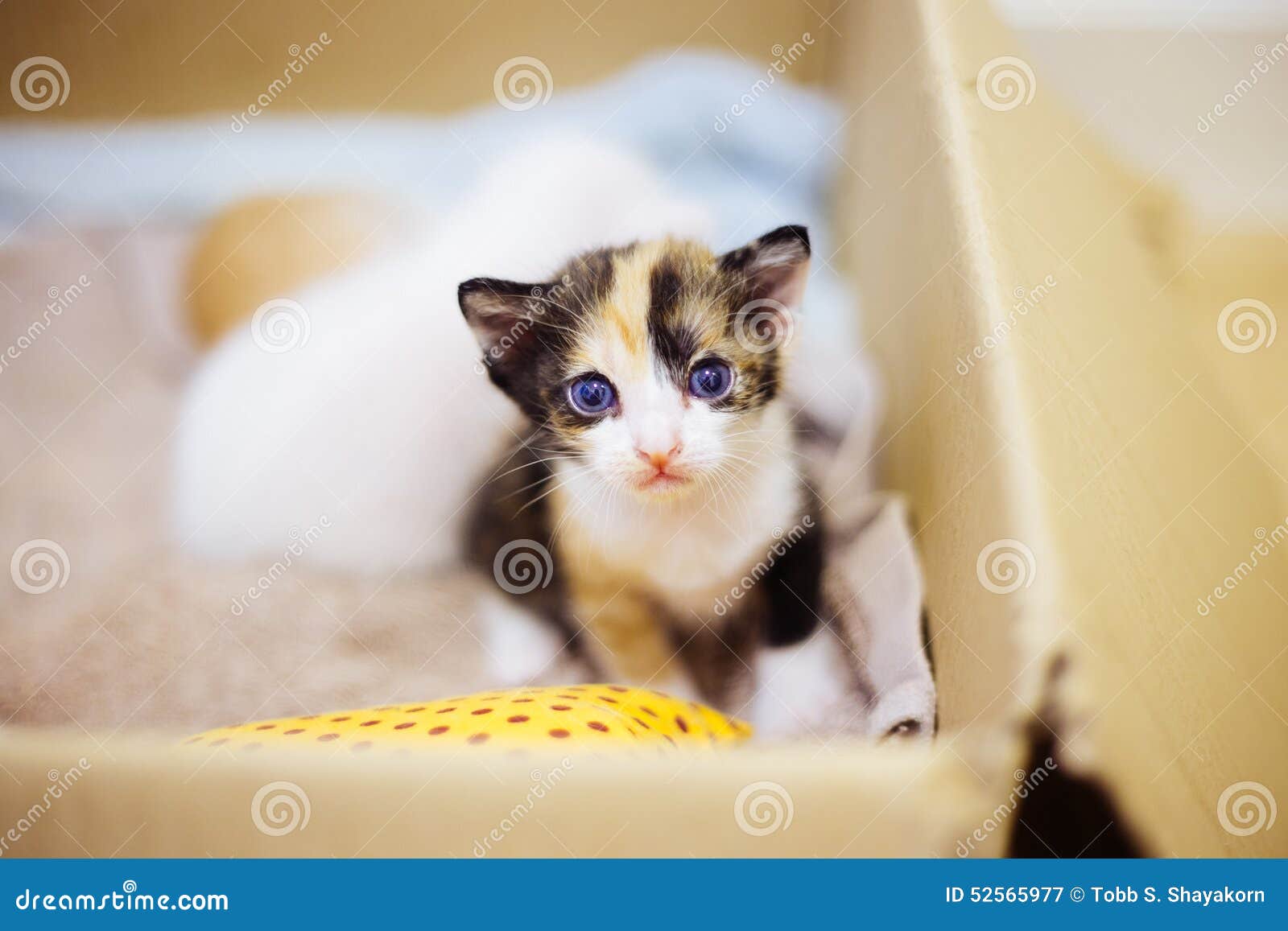 Baby cat three color stock image. Image of three, color - 52565977