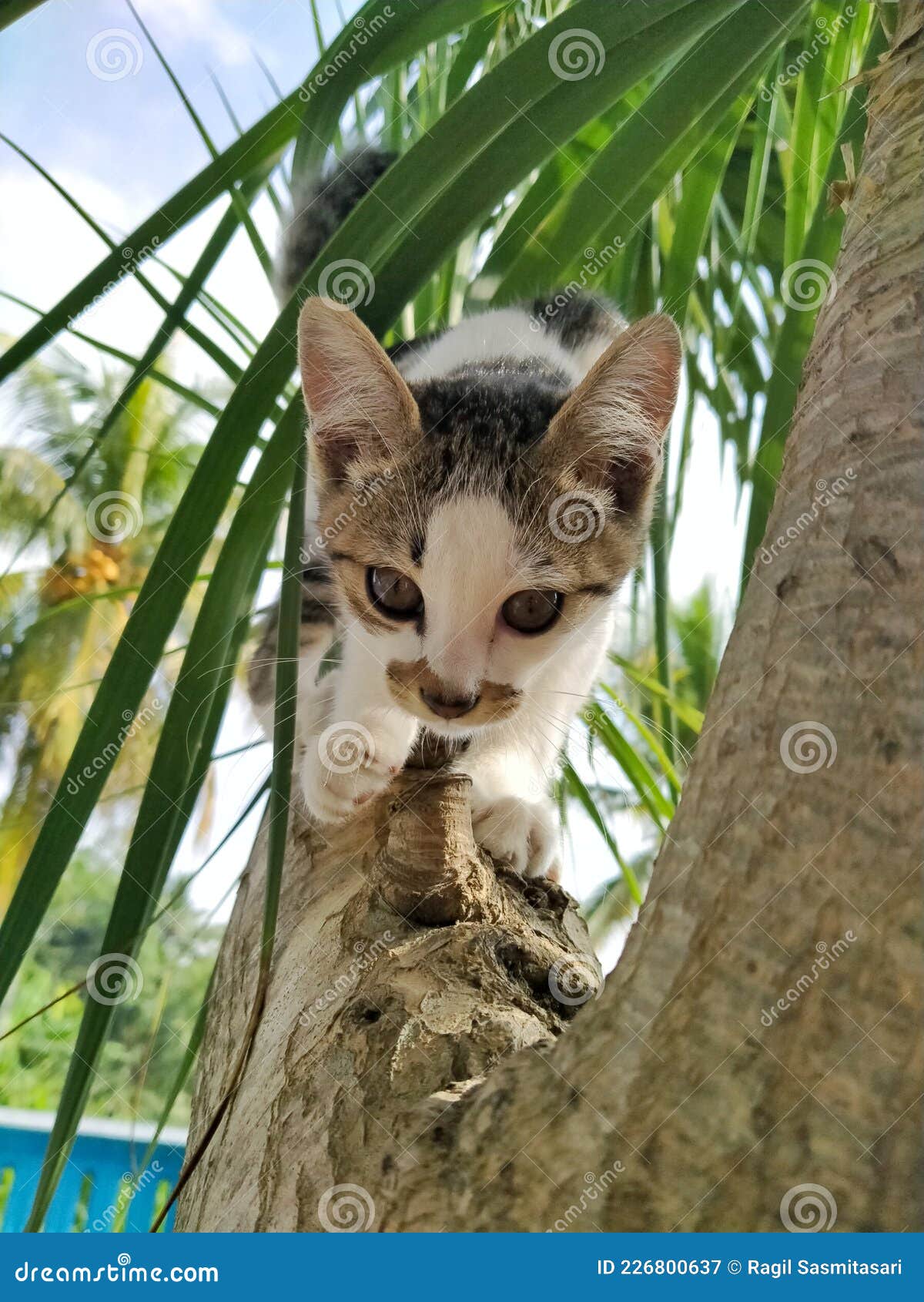 Baby cat on the three stock image. Image of kitty, kitten - 226800637