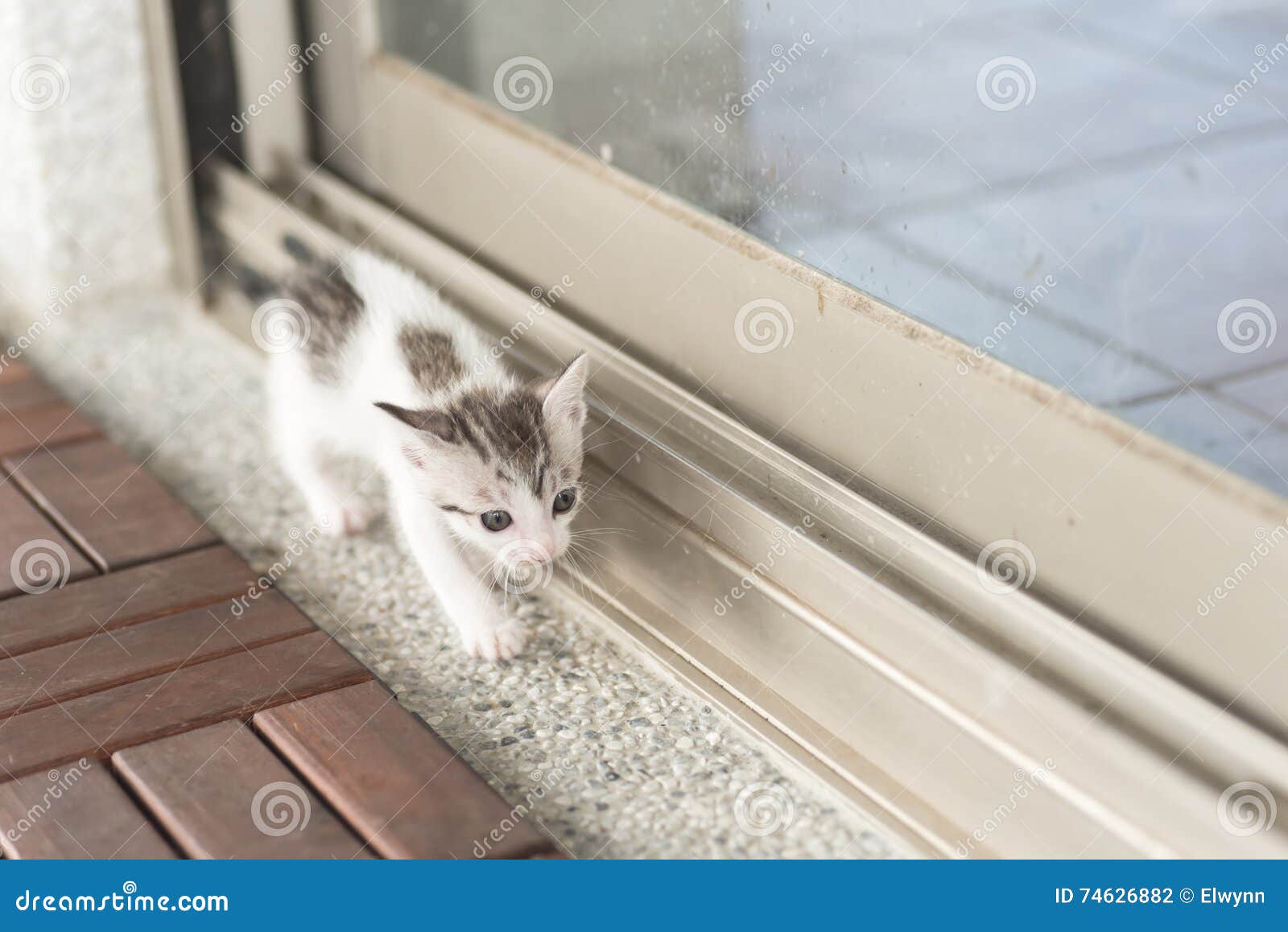 Baby cat walk stock photo. Image of domestic, kitty, face - 74626882