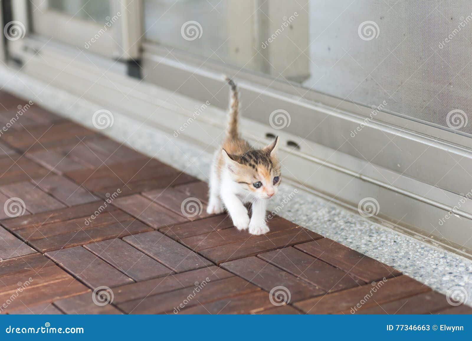 Baby cat walk stock image. Image of little, copyspace - 77346663