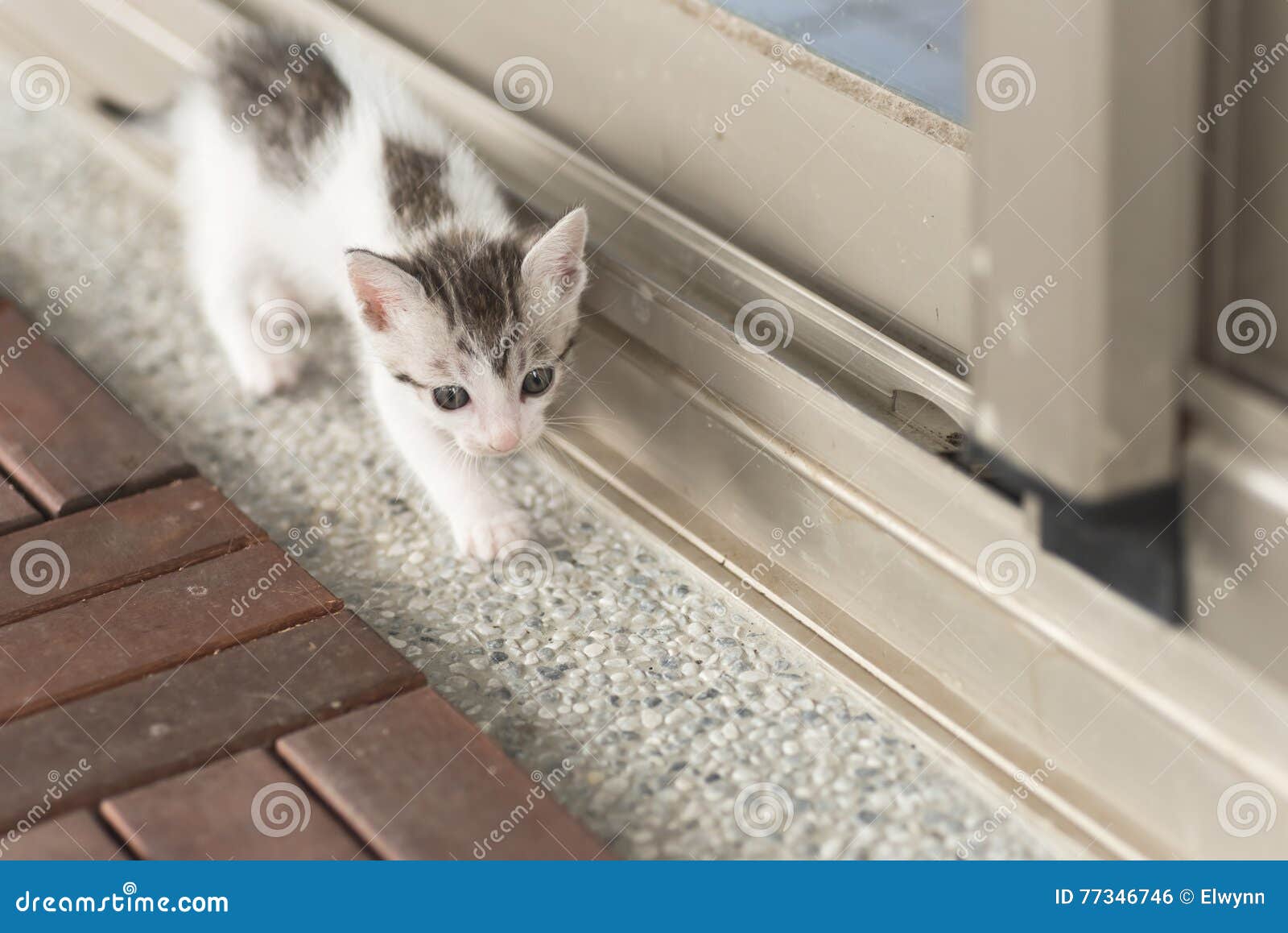 Baby cat walk stock photo. Image of helpless, fear, discover - 77346746