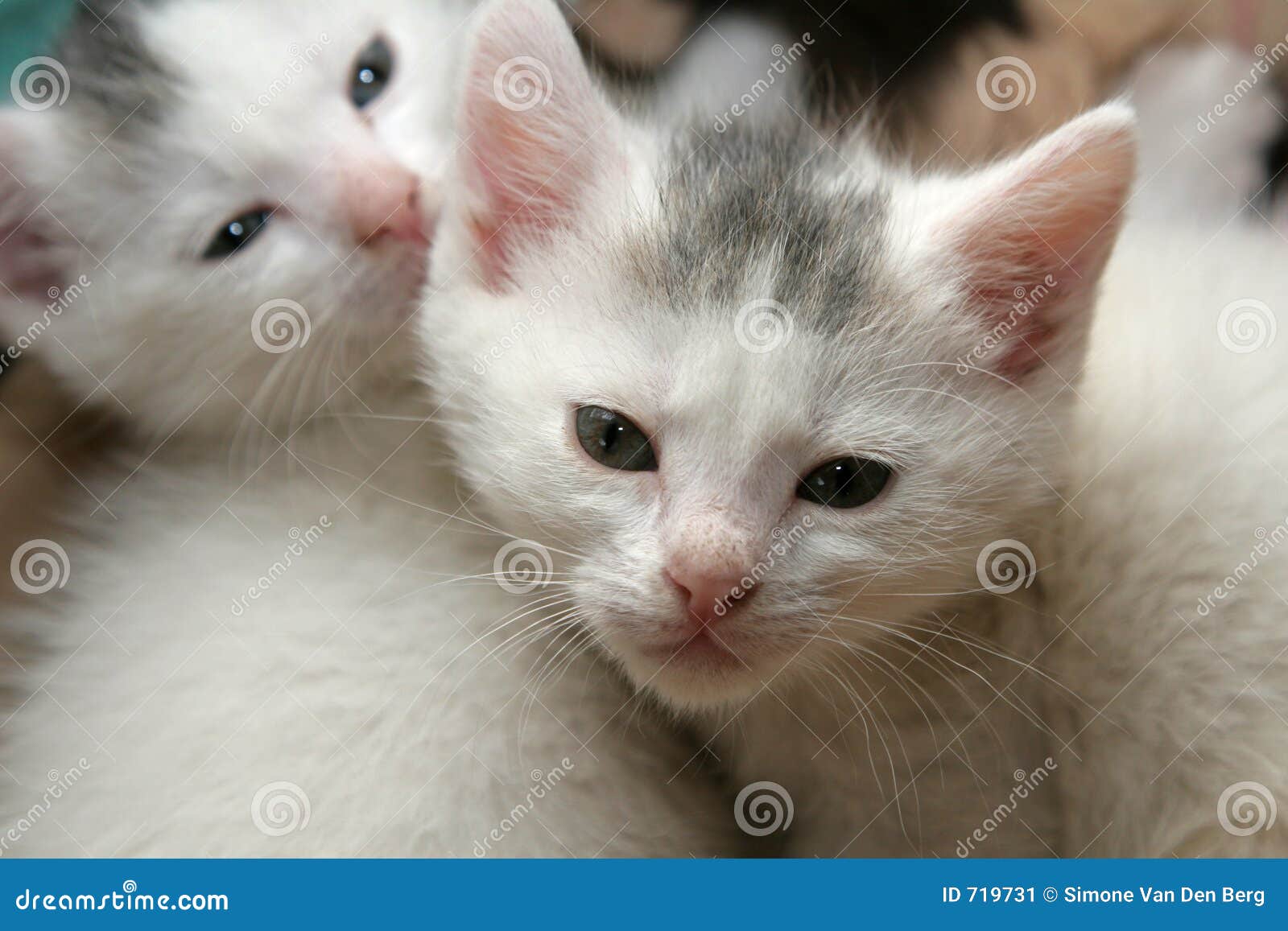Baby cats stock image. Image of domestic, portrait, youth - 719731