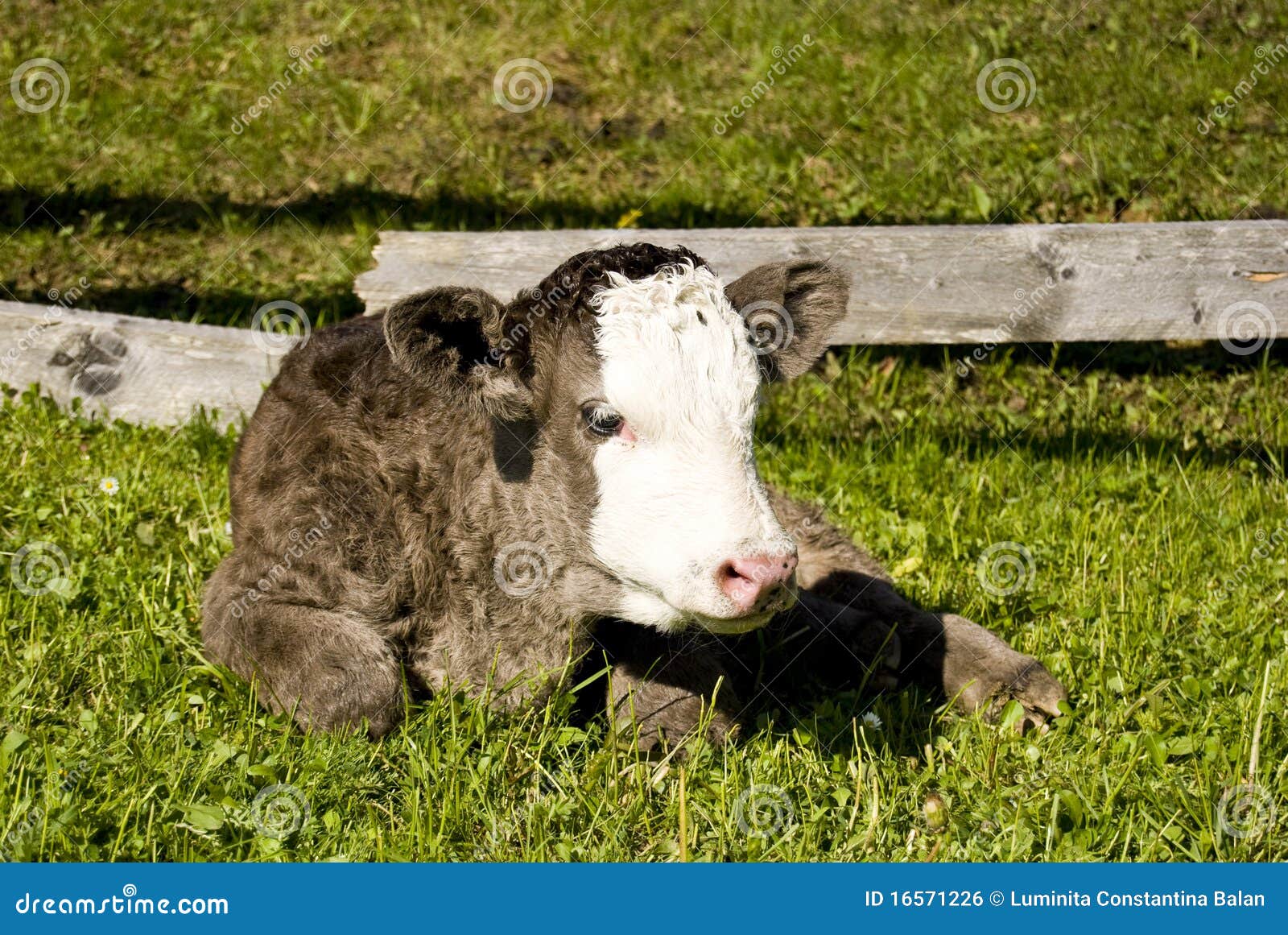 Baby caw stock photo. Image of small, baby, calf, ranch - 16571226