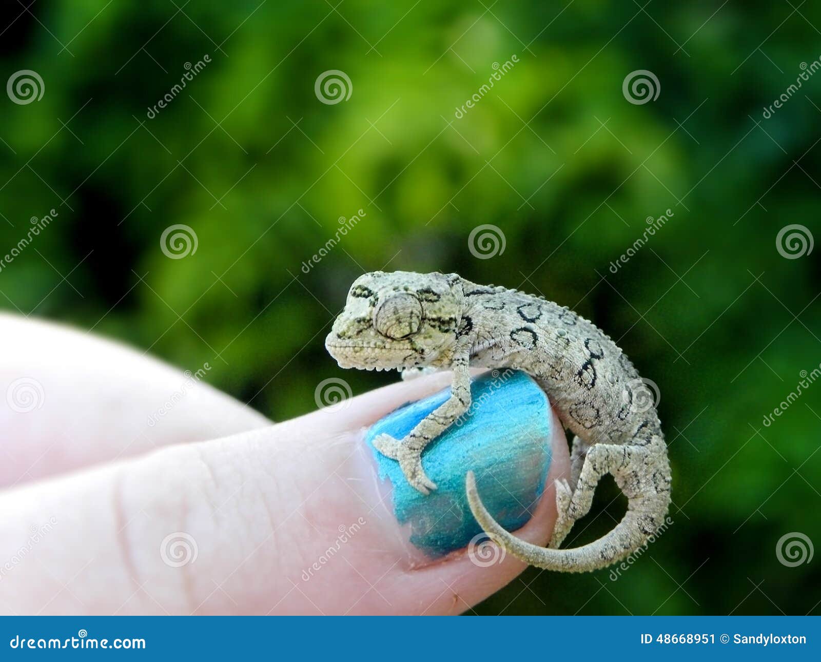 Baby Chameleon 1 stock image. Image of bradypodian, southern - 48668951