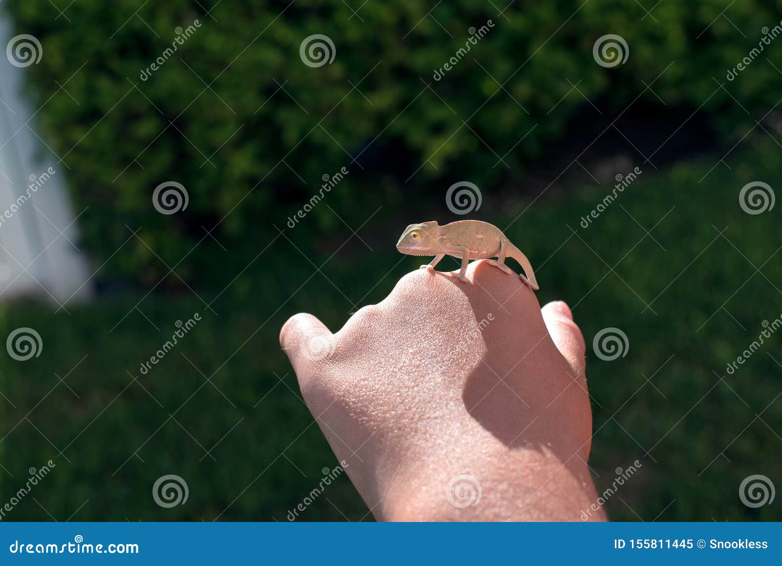 Chameleon On A Hand Stock Photo | CartoonDealer.com #59604360
