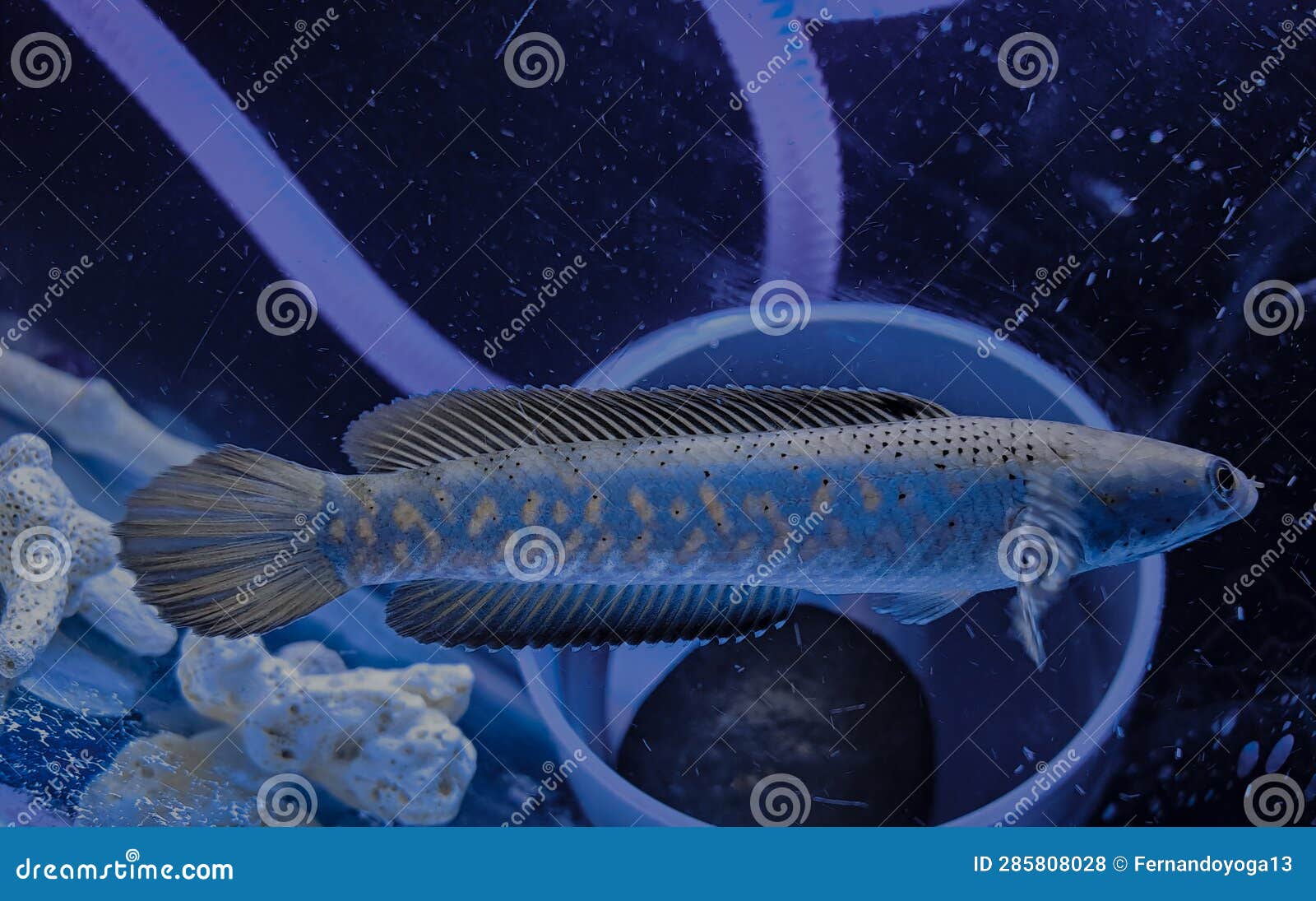 Baby Channa Blue Pulchra Fish Stock Photo - Image of blue, channa ...