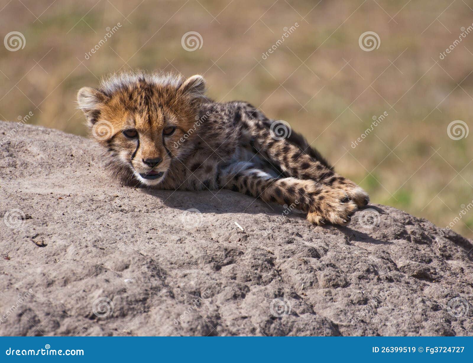 Baby Cheetah stock image. Image of cheetah, baby, mara - 26399519