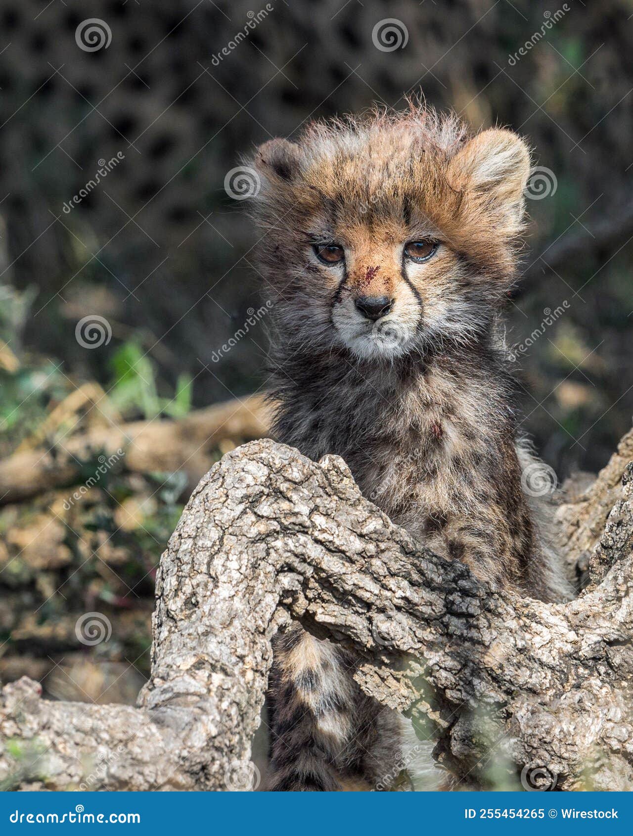 Baby Cheetah from Behind an Old Trunk on Ground Stock Image - Image of ...