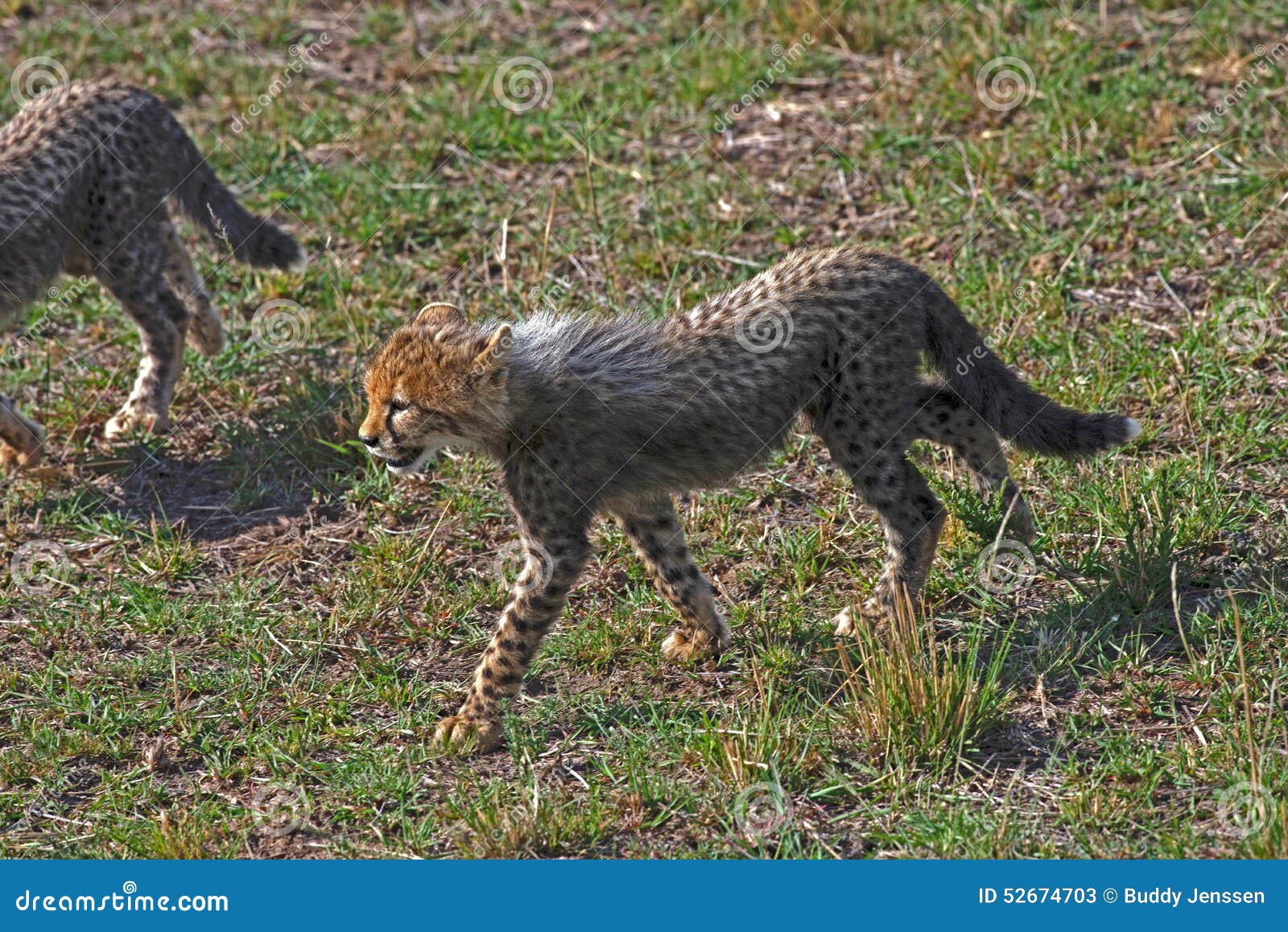 Baby Cheetah stock image. Image of mara, baby, wildlife - 52674703