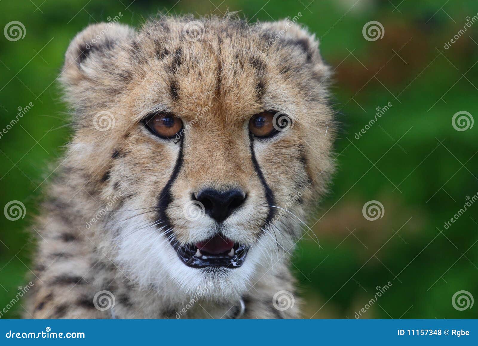 Baby cheetah head stock photo. Image of animal, portrait - 11157348