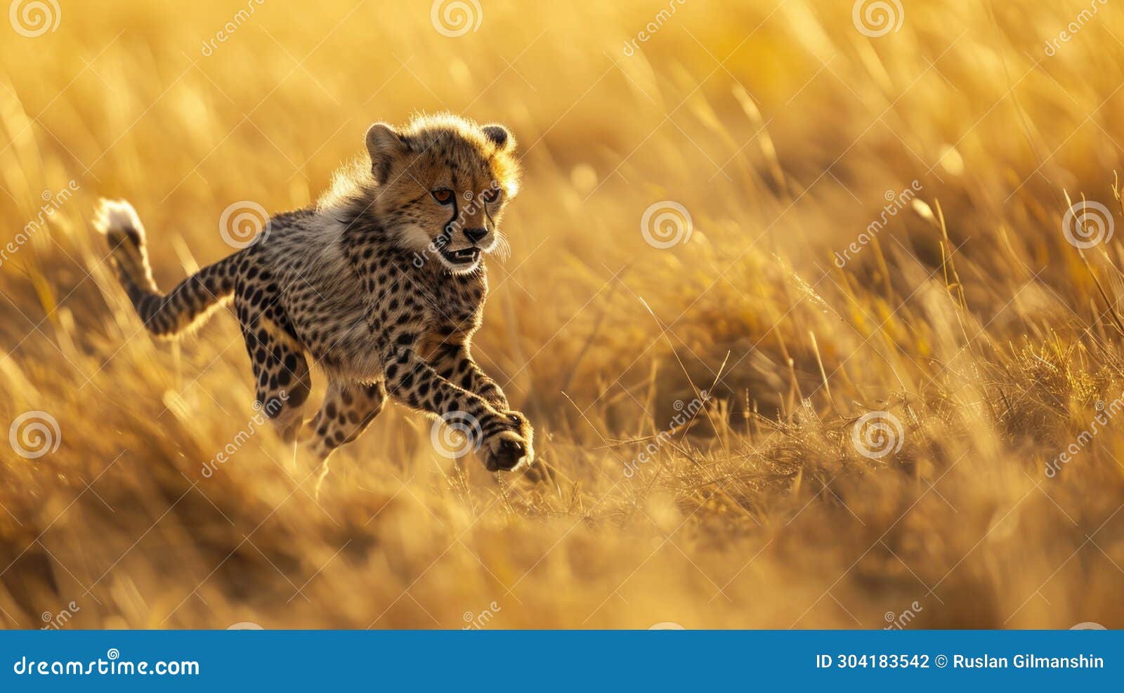 A Baby Cheetah Running through Savannah Stock Photo - Image of young ...