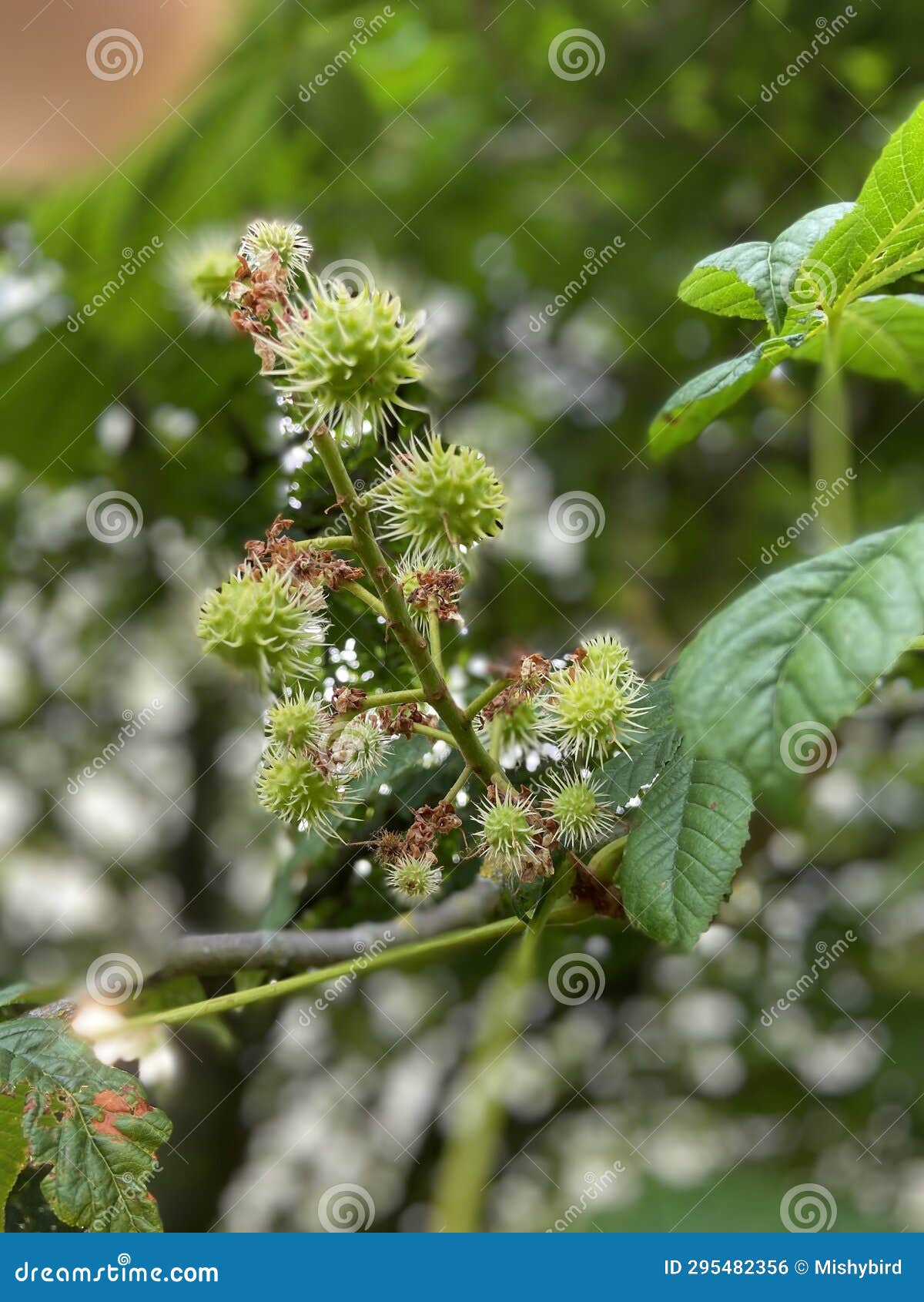 Baby Chestnuts Growing on a Tree Stock Photo - Image of grazing ...