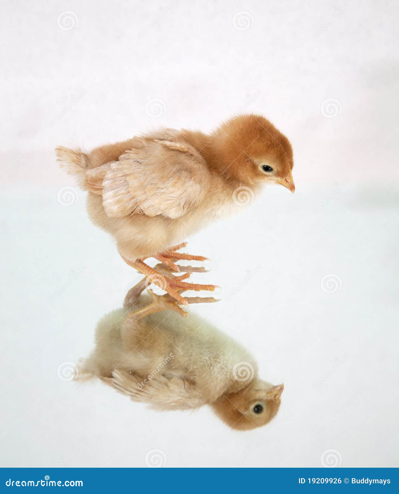 BAby Chick stock photo. Image of precious, chicks, animals - 19209926