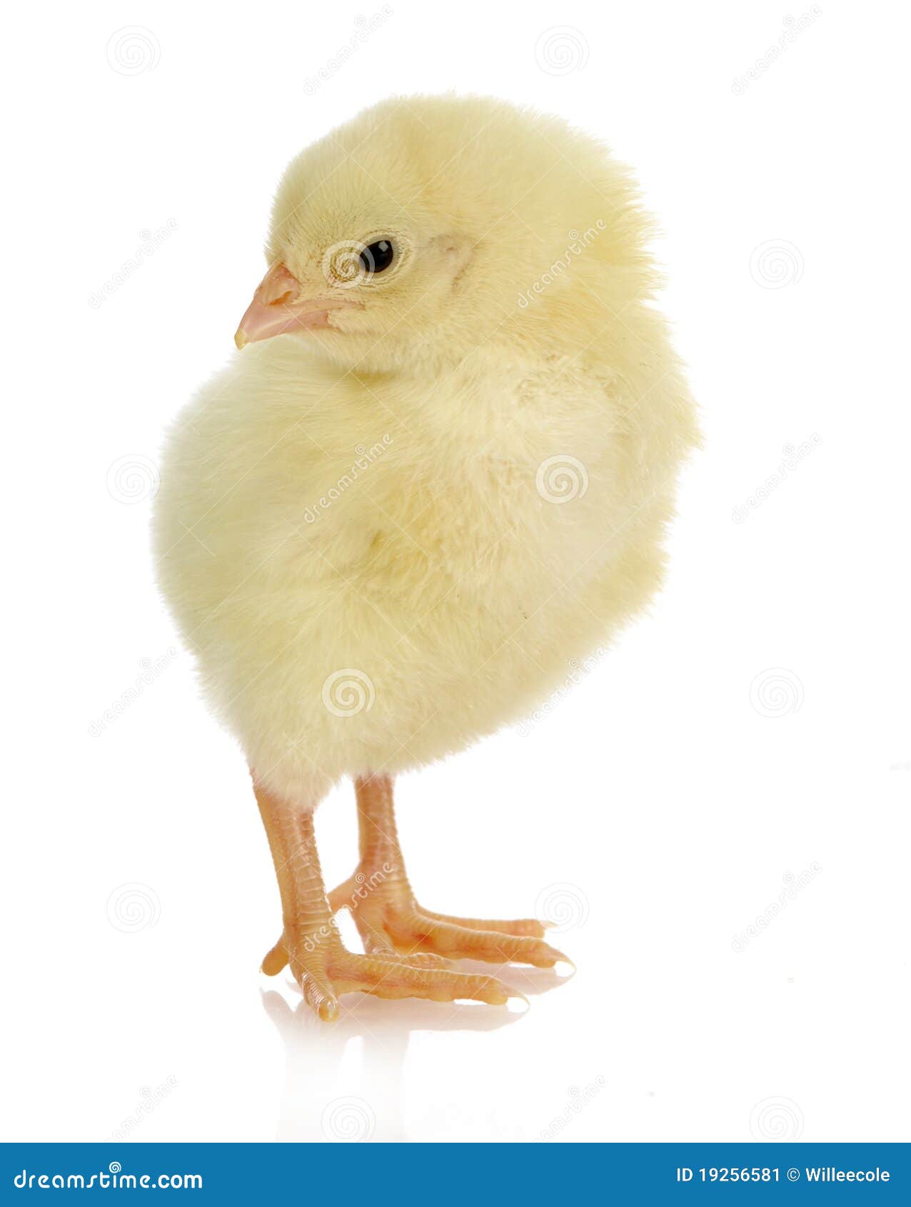 Baby chick stock image. Image of life, feather, shape - 19256581