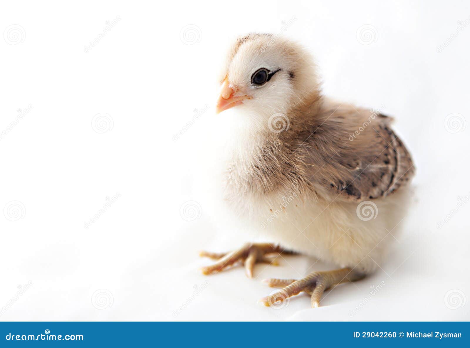 Baby Chick stock photo. Image of domestic, brown, chicken - 29042260