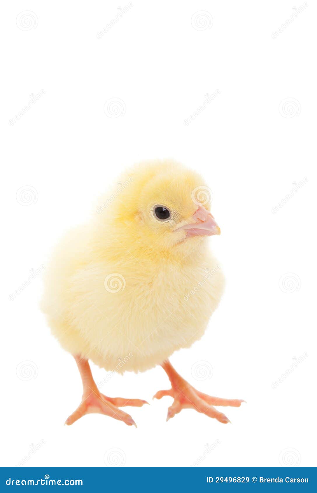 Baby Chick stock image. Image of baby, poultry, farm - 29496829