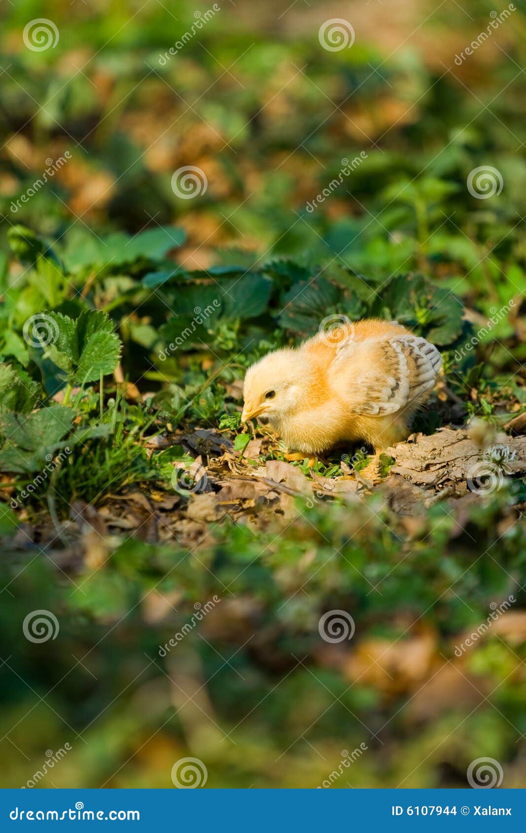 Baby chick stock photo. Image of little, baby, food, beak - 6107944