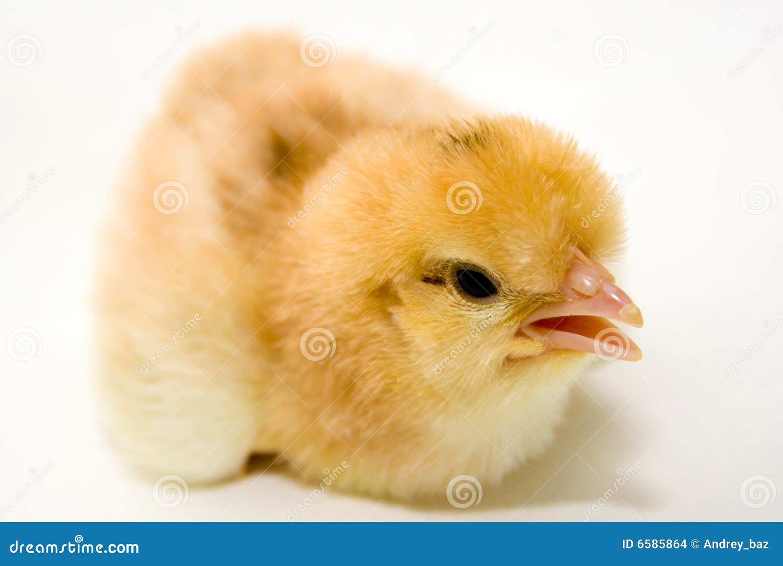 Baby chick stock photo. Image of feather, meat, bird, hatchery - 6585864