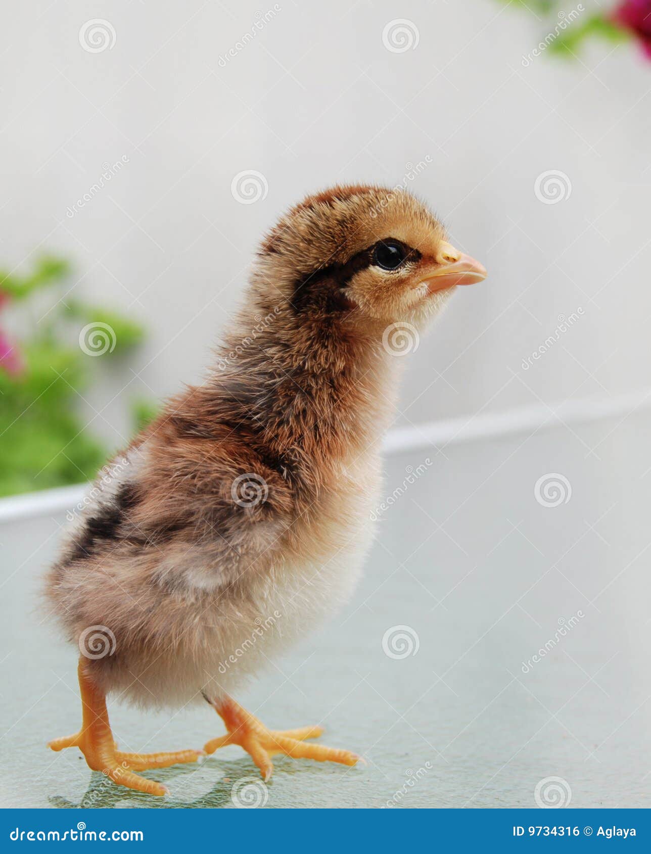 Baby Chick stock photo. Image of baby, spring, chicken - 9734316