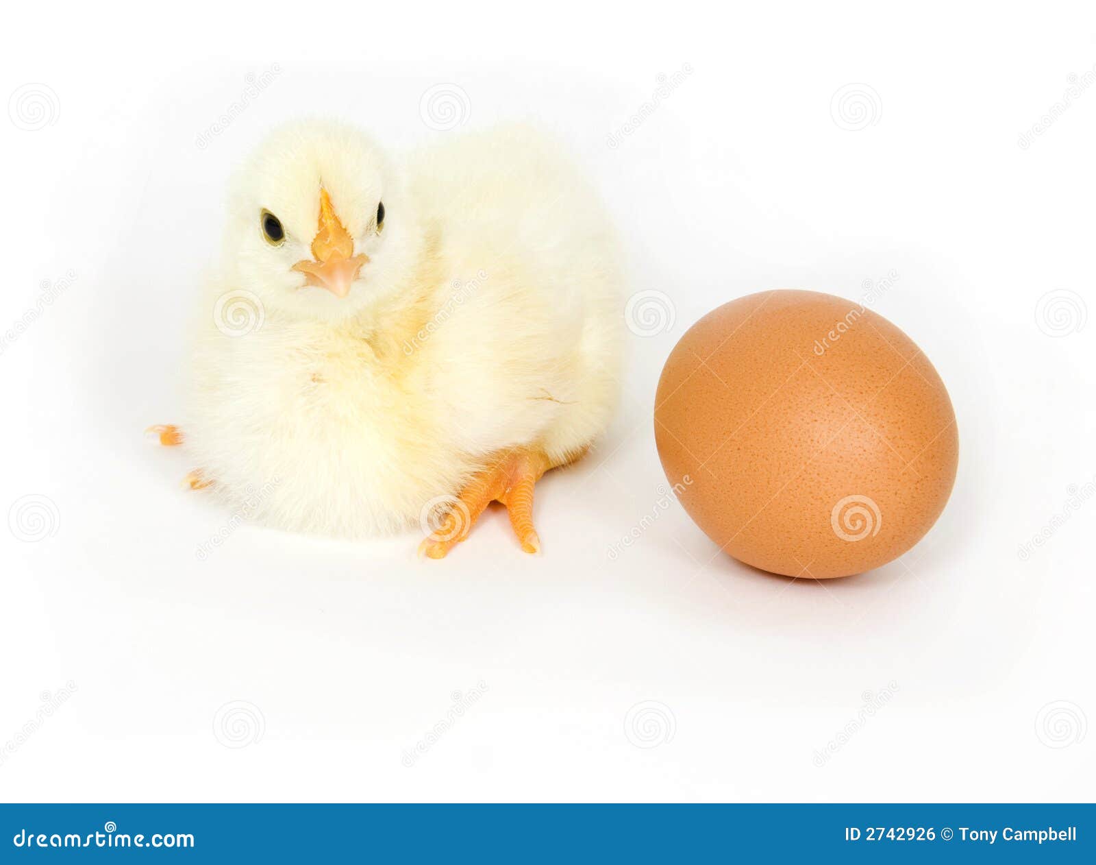 3,976 Baby Chick Egg Shell Stock Photos - Free & Royalty-Free Stock ...