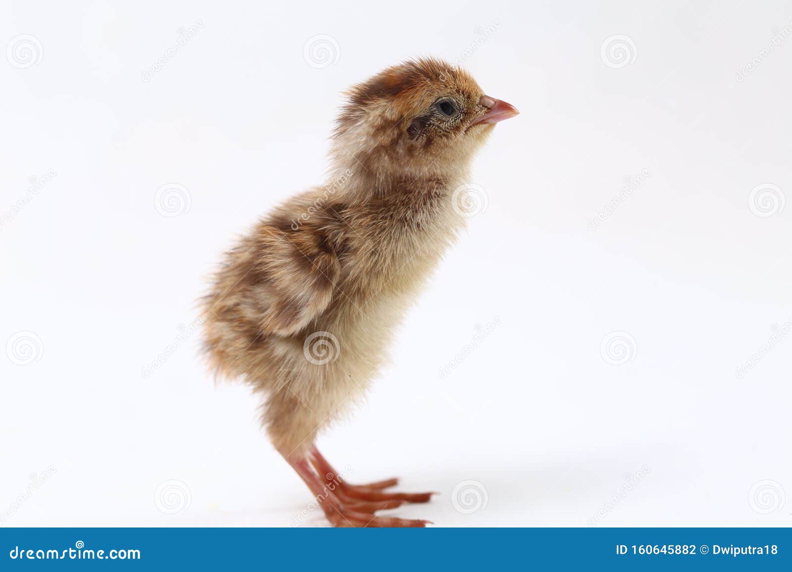 Baby Chick Common Quail Isolated on White Stock Photo - Image of close ...