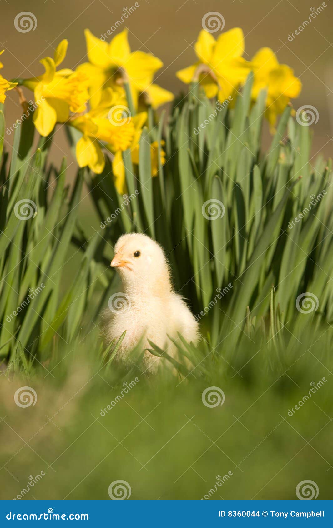 Baby chick and daffodils stock photo. Image of animal - 8360044