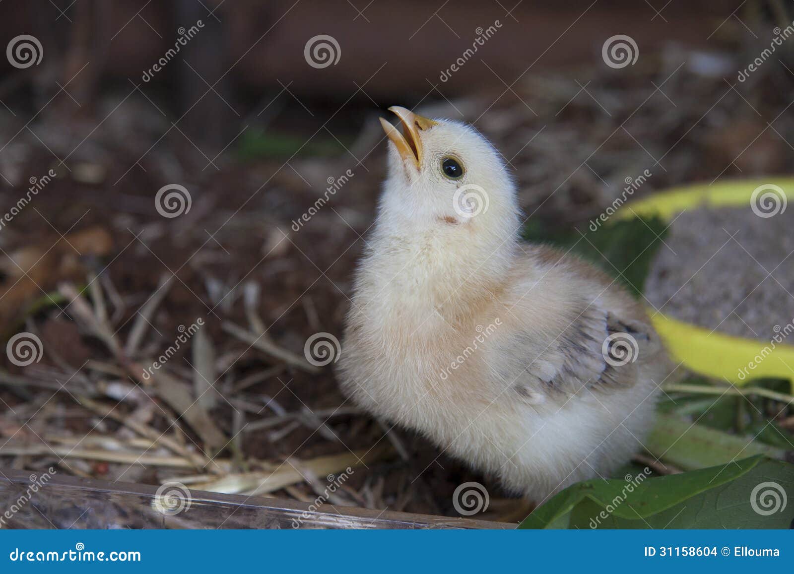 Baby Chick Drinking stock photo. Image of beak, chook - 31158604