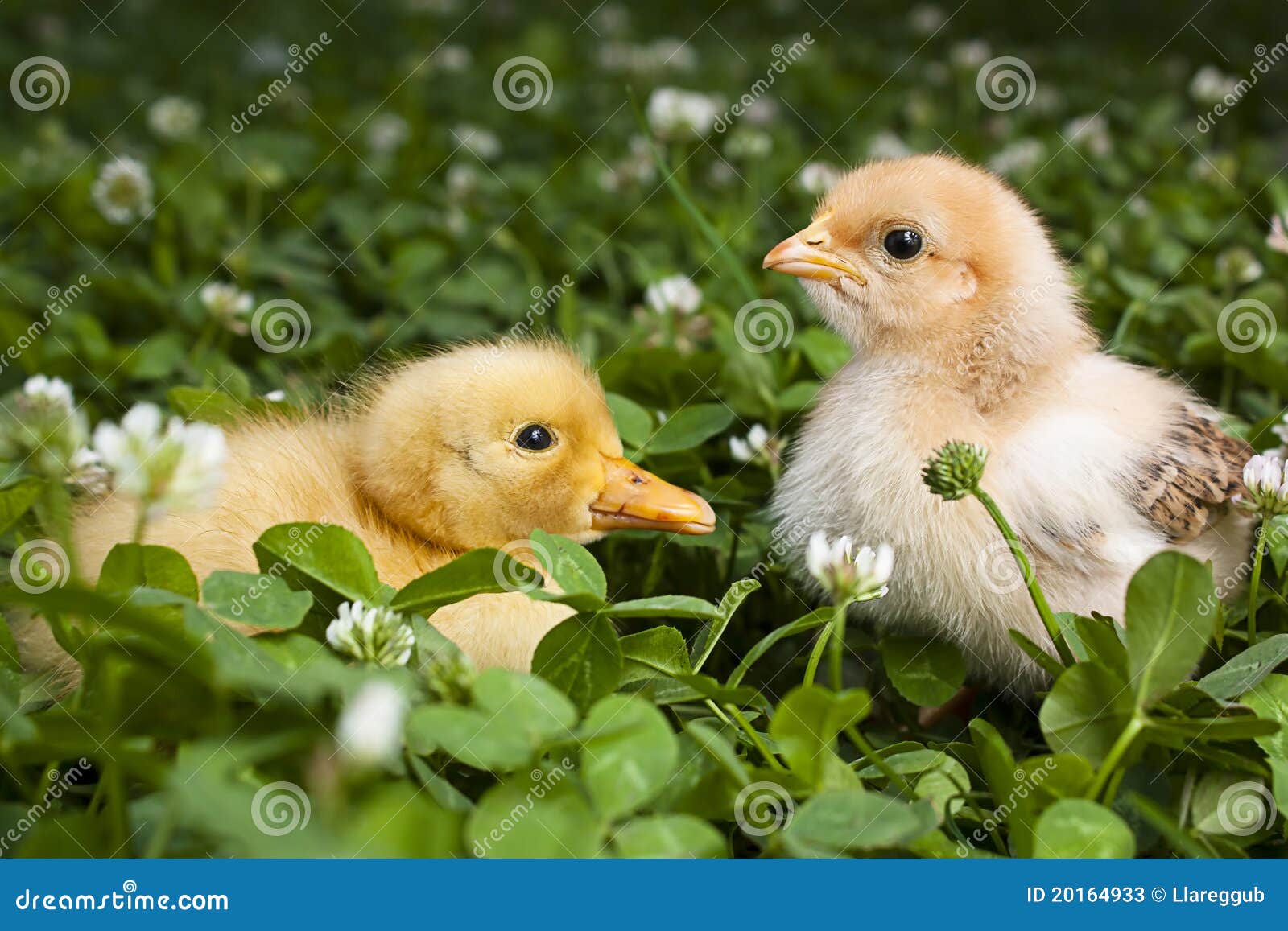 Baby Chick and Duckling in Clover Stock Image - Image of golden, animal ...