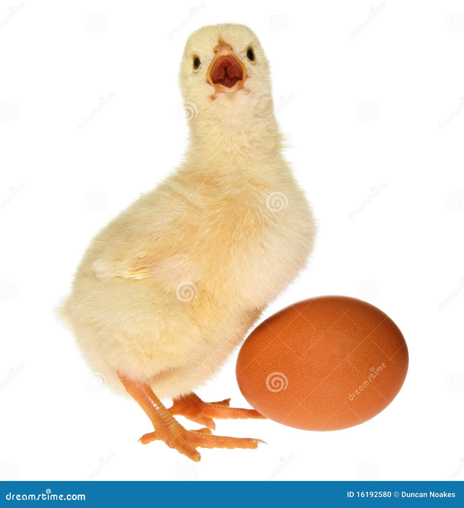 Baby Chick and Egg stock photo. Image of calling, cheeping - 16192580