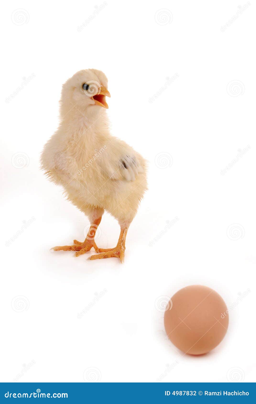 A baby chick and an egg stock photo. Image of adorable - 4987832