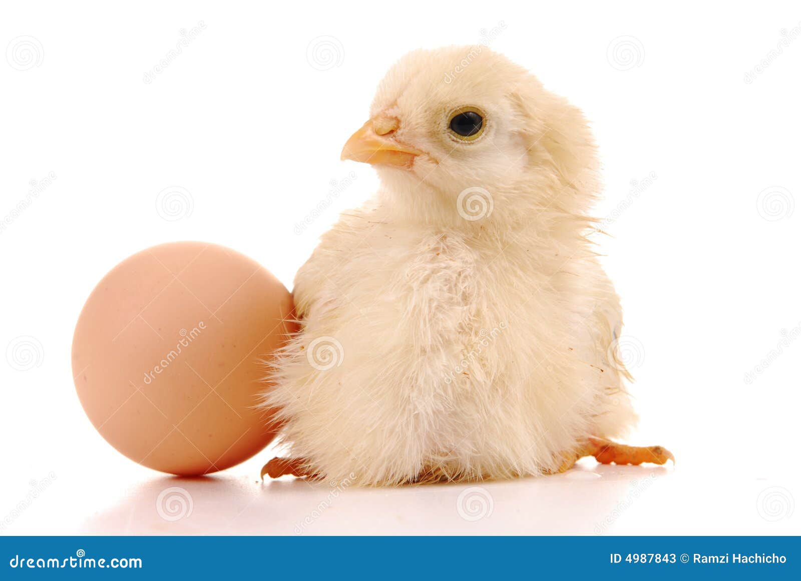 A baby chick and an egg stock image. Image of biology - 4987843