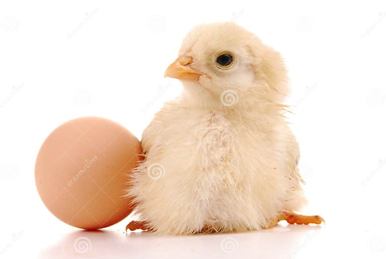 A baby chick and an egg stock image. Image of biology - 4987843