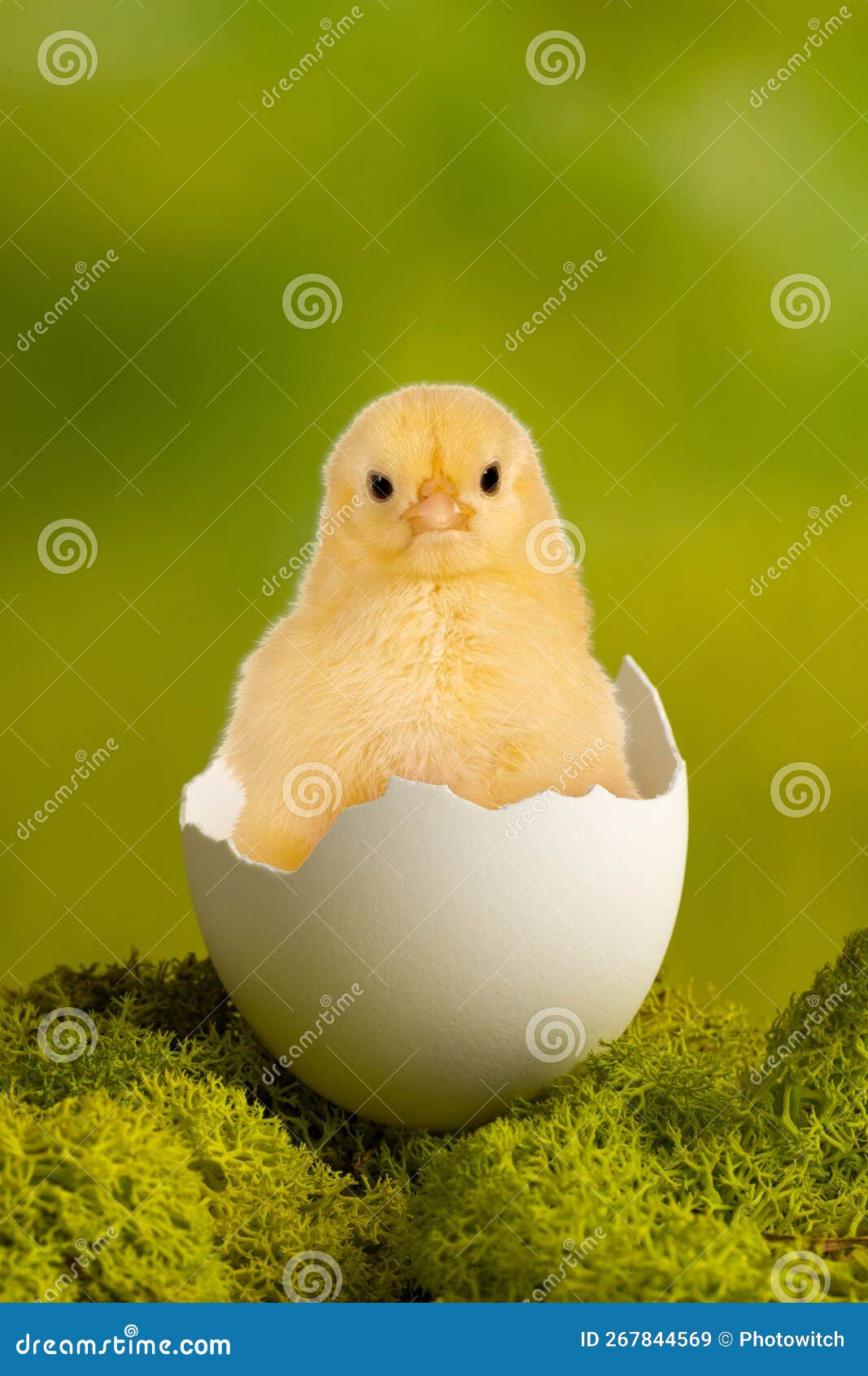 Baby chick in egg on moss stock image. Image of painted - 267844569