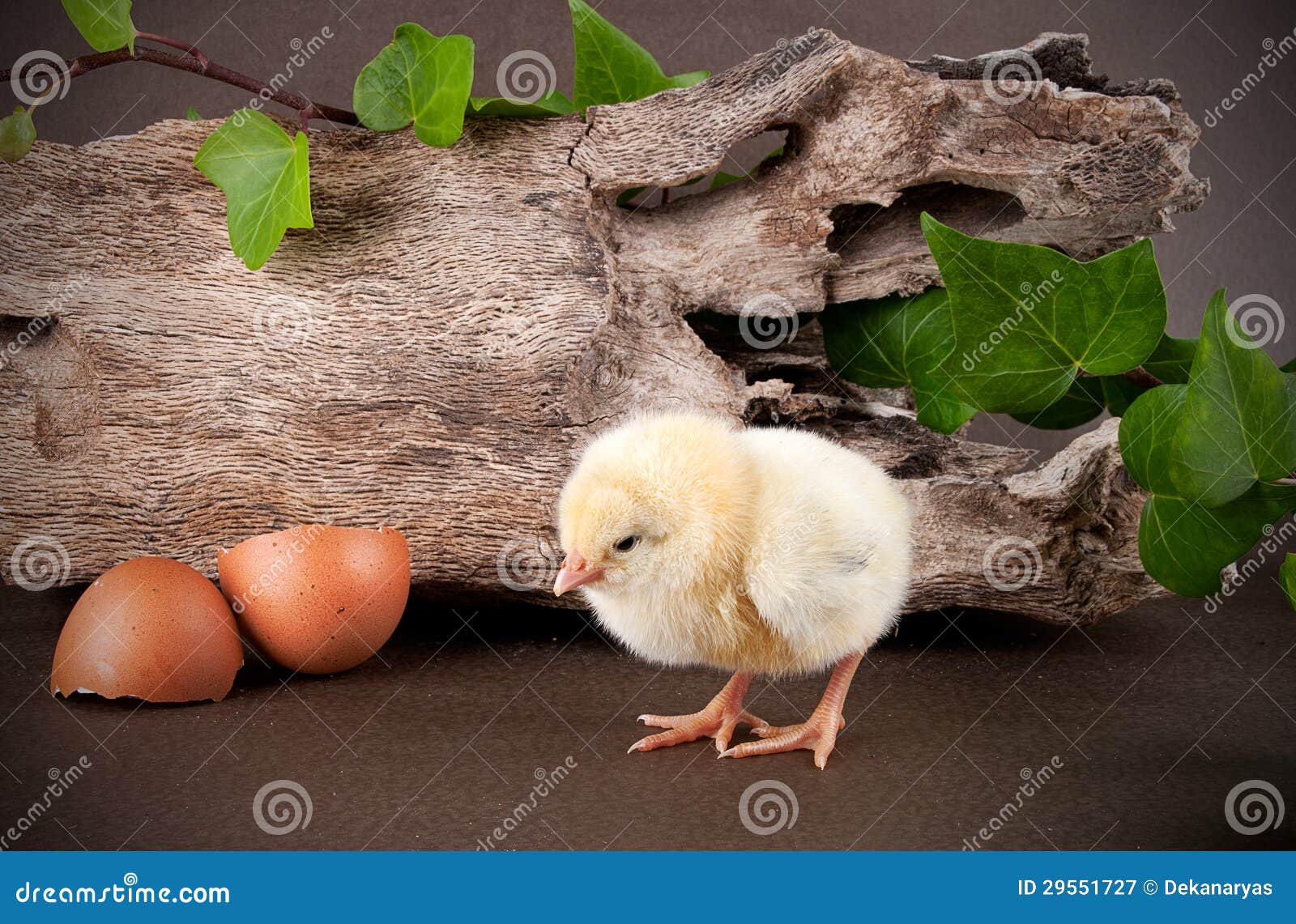 Baby chick with egg shell stock image. Image of life - 29551727