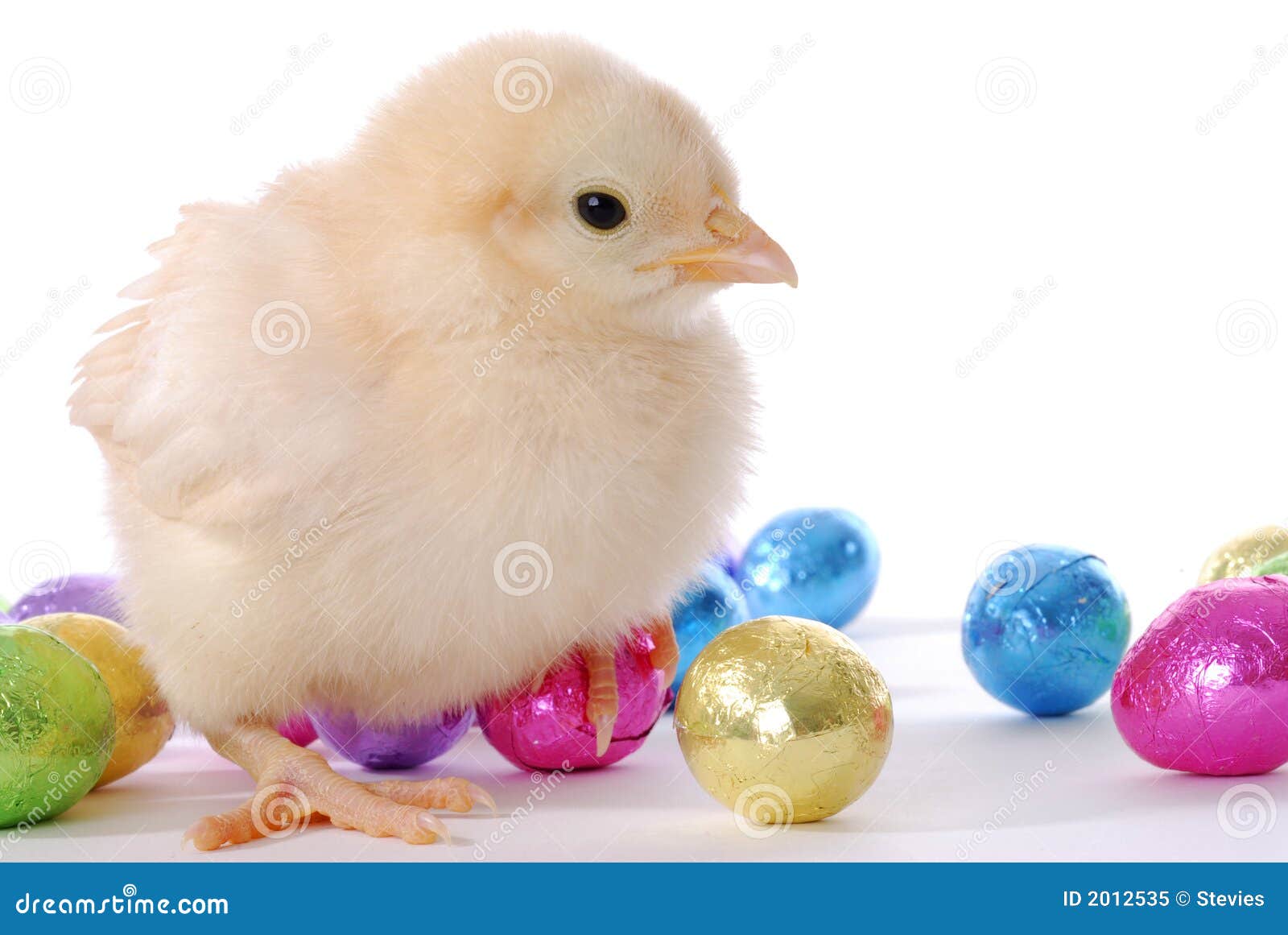 Baby Chick and Eggs stock image. Image of animal, baby - 2012535