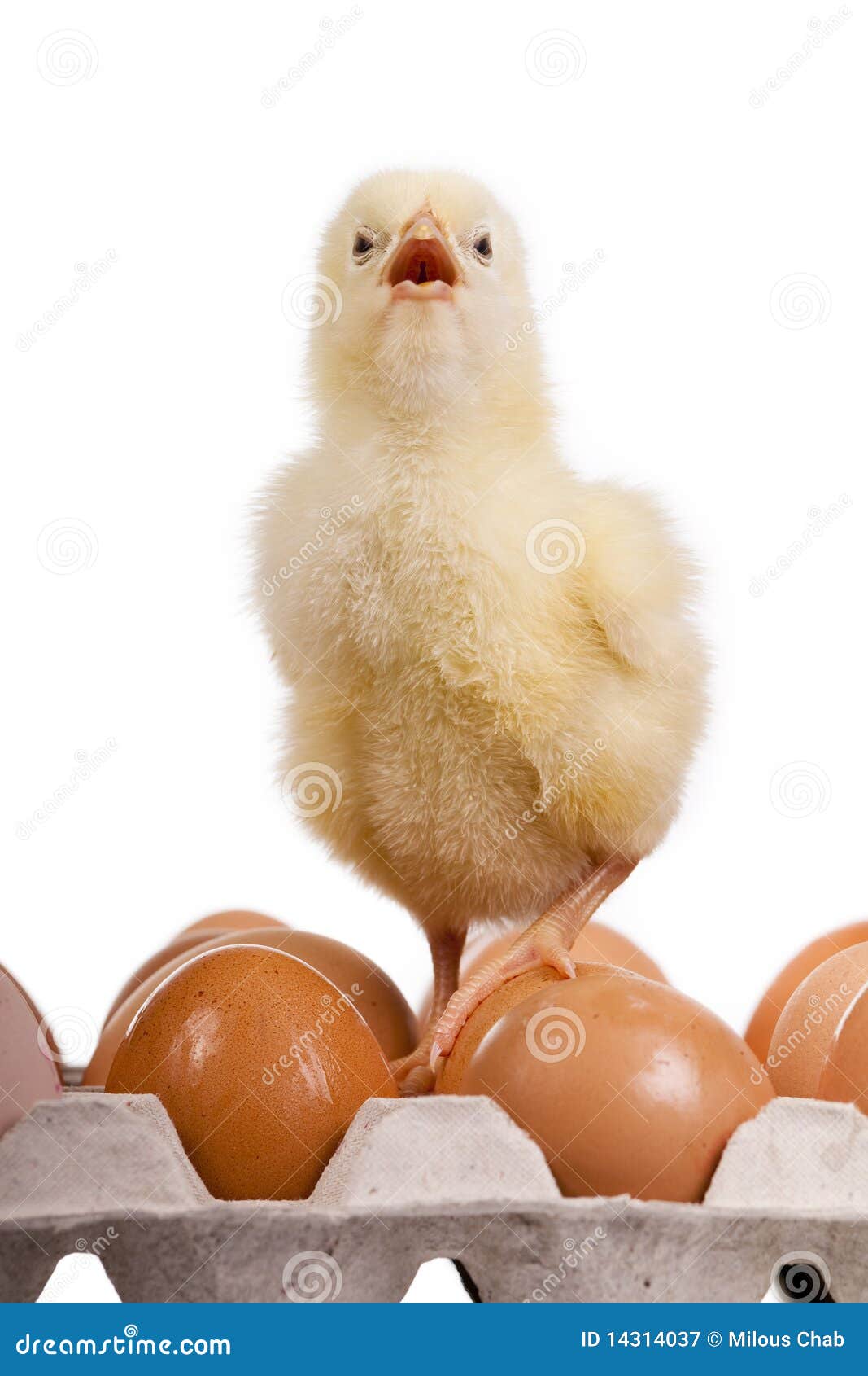 Baby Chick on Eggs in Egg Carton Stock Image - Image of look, cheep ...