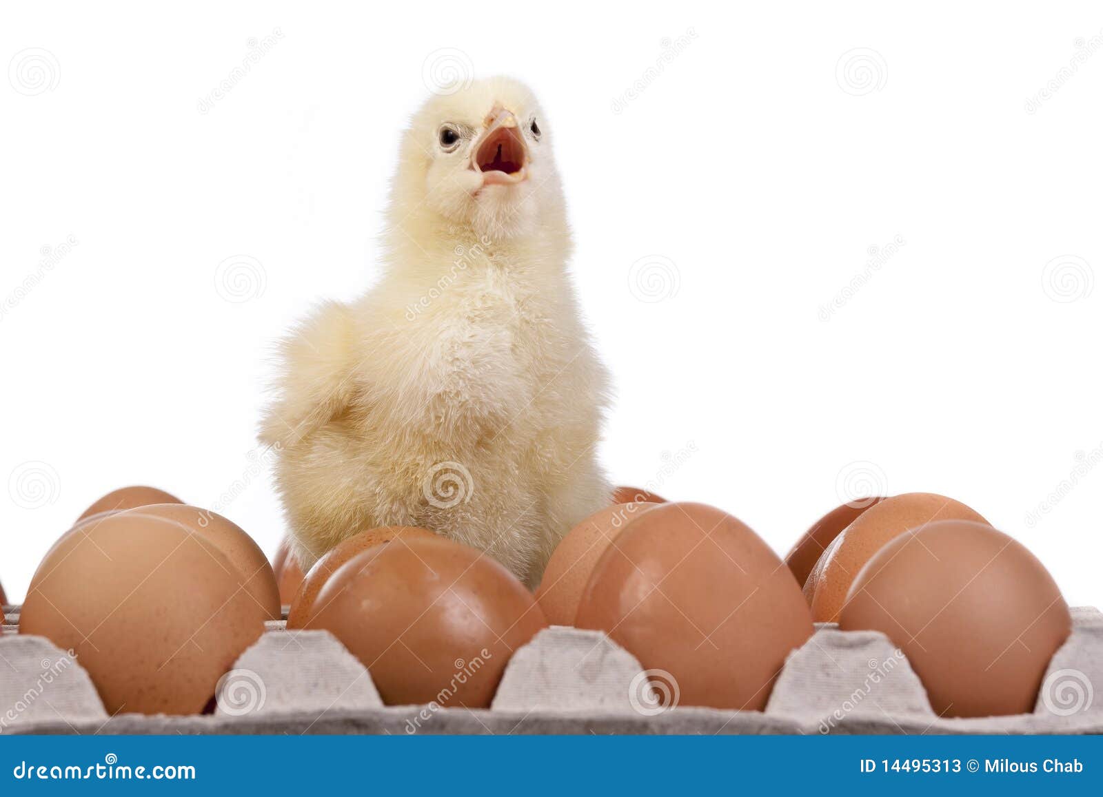 Baby Chick on Eggs in Egg Carton Stock Image - Image of avian, curious ...