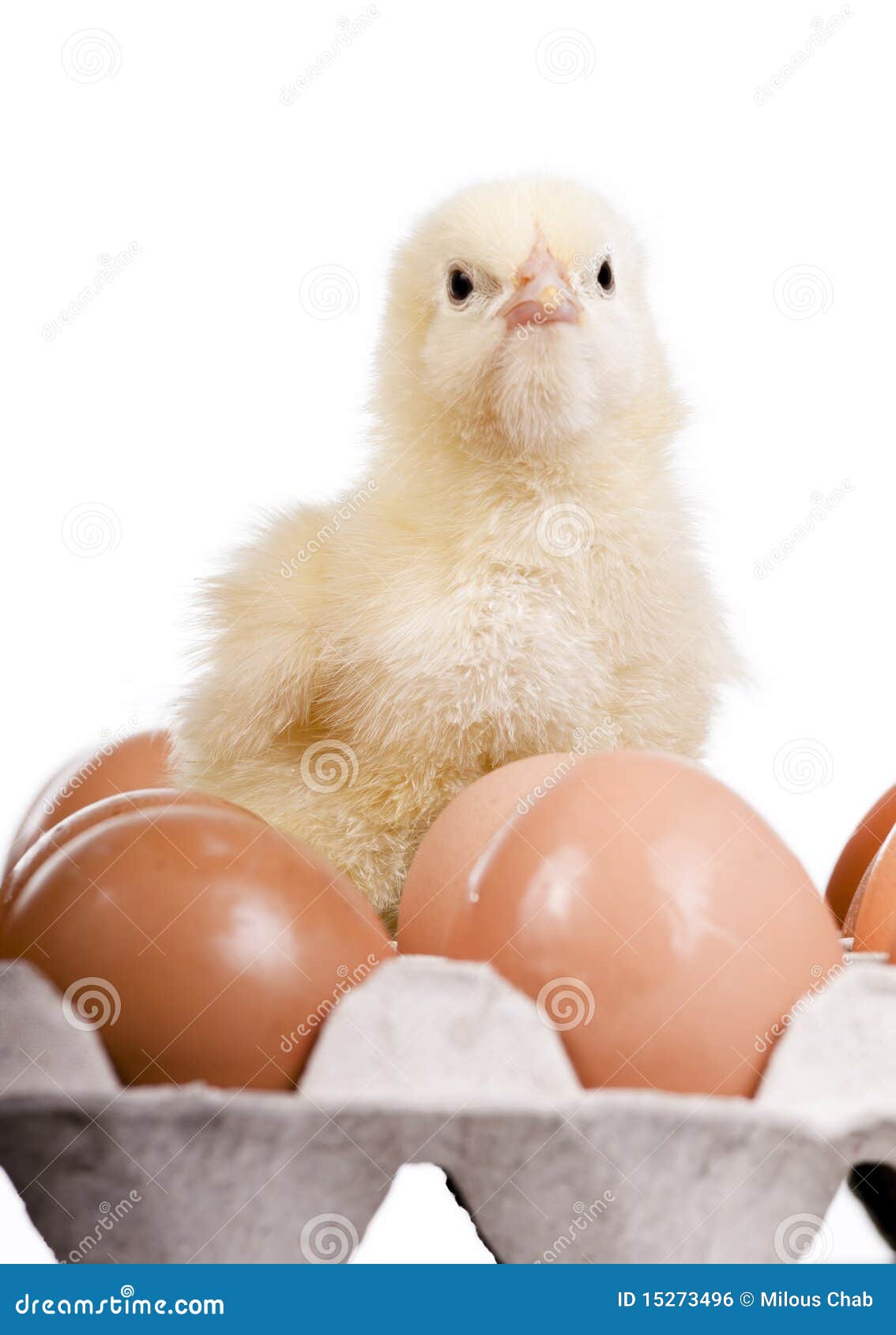 Baby Chick on Eggs in Egg Carton Stock Photo - Image of chicken, life ...