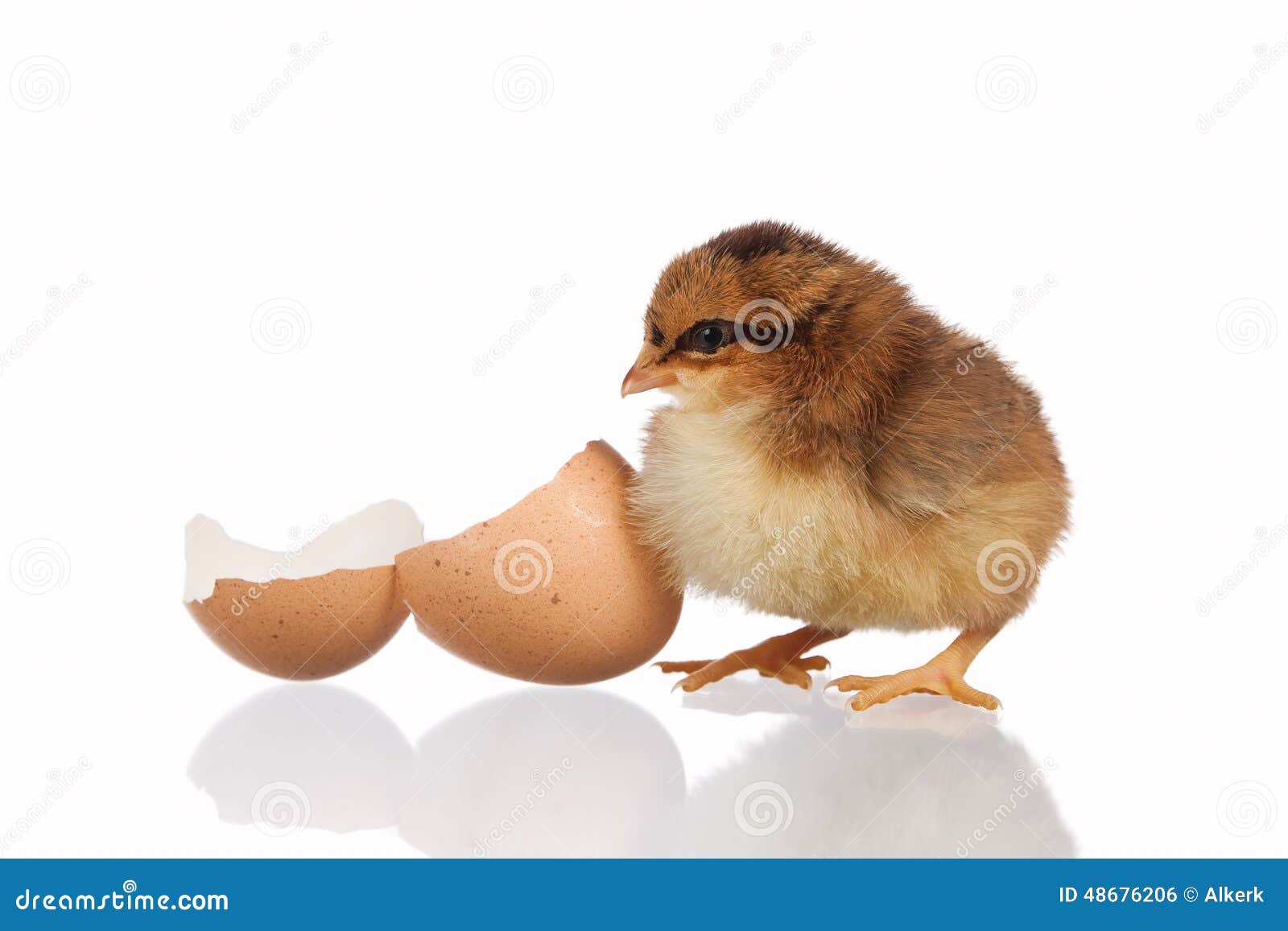 Baby chick with eggshell stock photo. Image of shell - 48676206