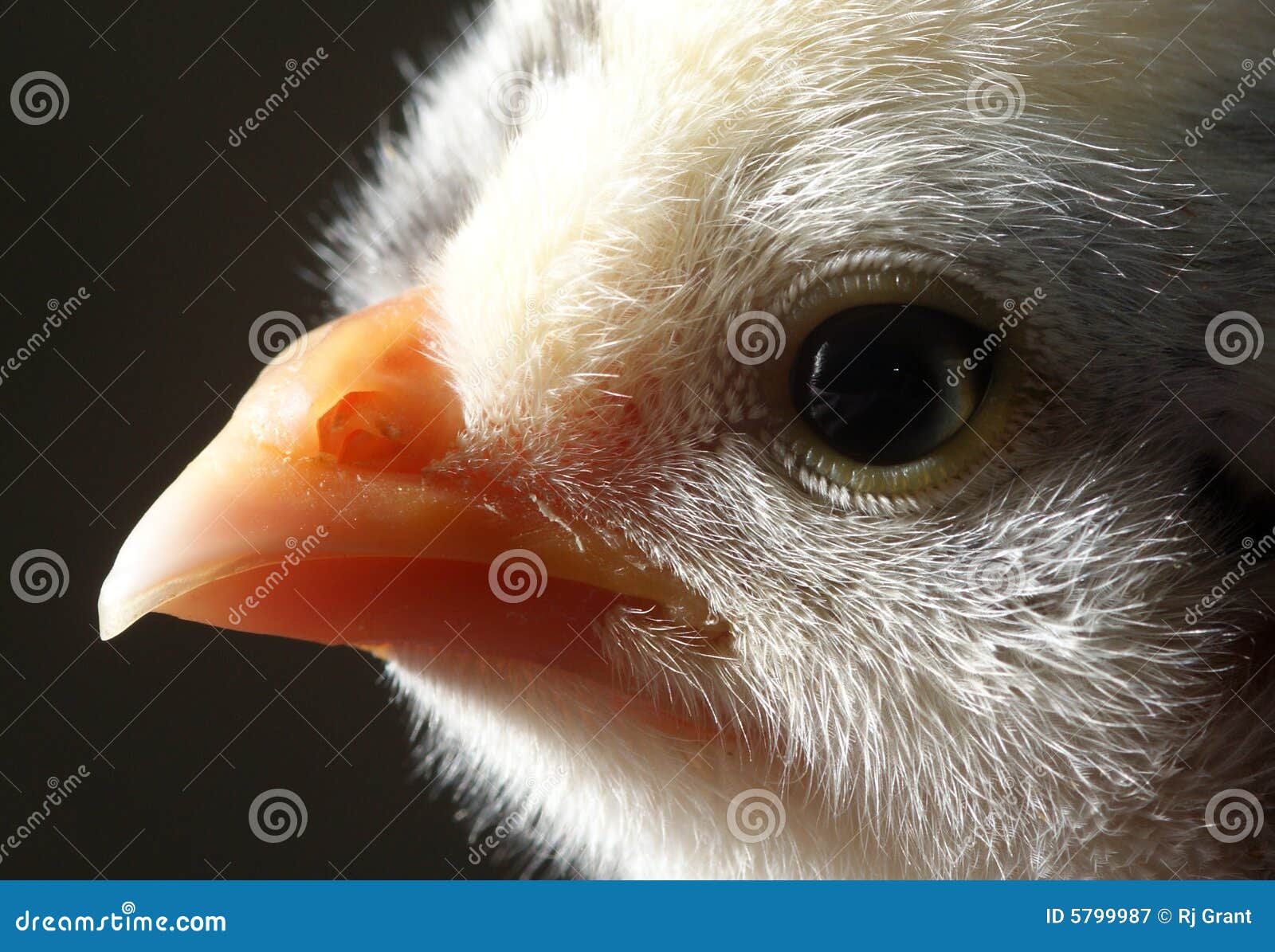 Baby chick face stock image. Image of born, life, little - 5799987