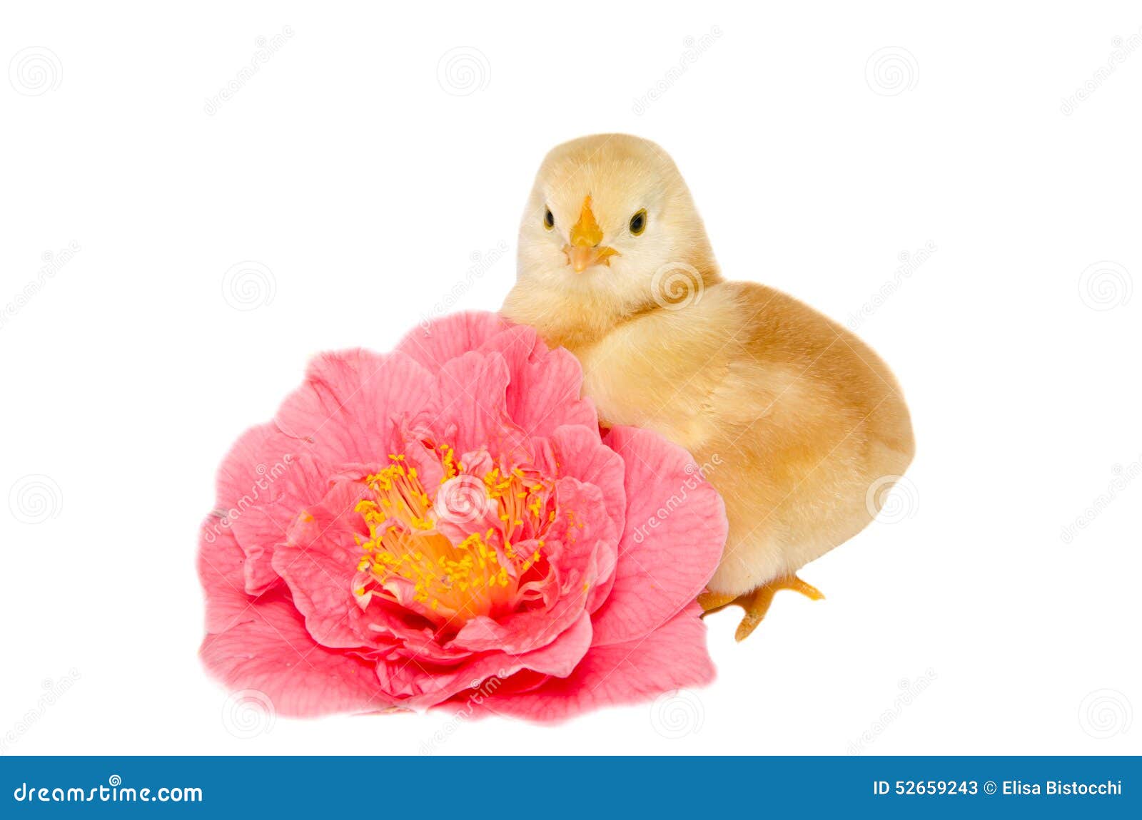 Baby chick on flower stock image. Image of garden, born - 52659243